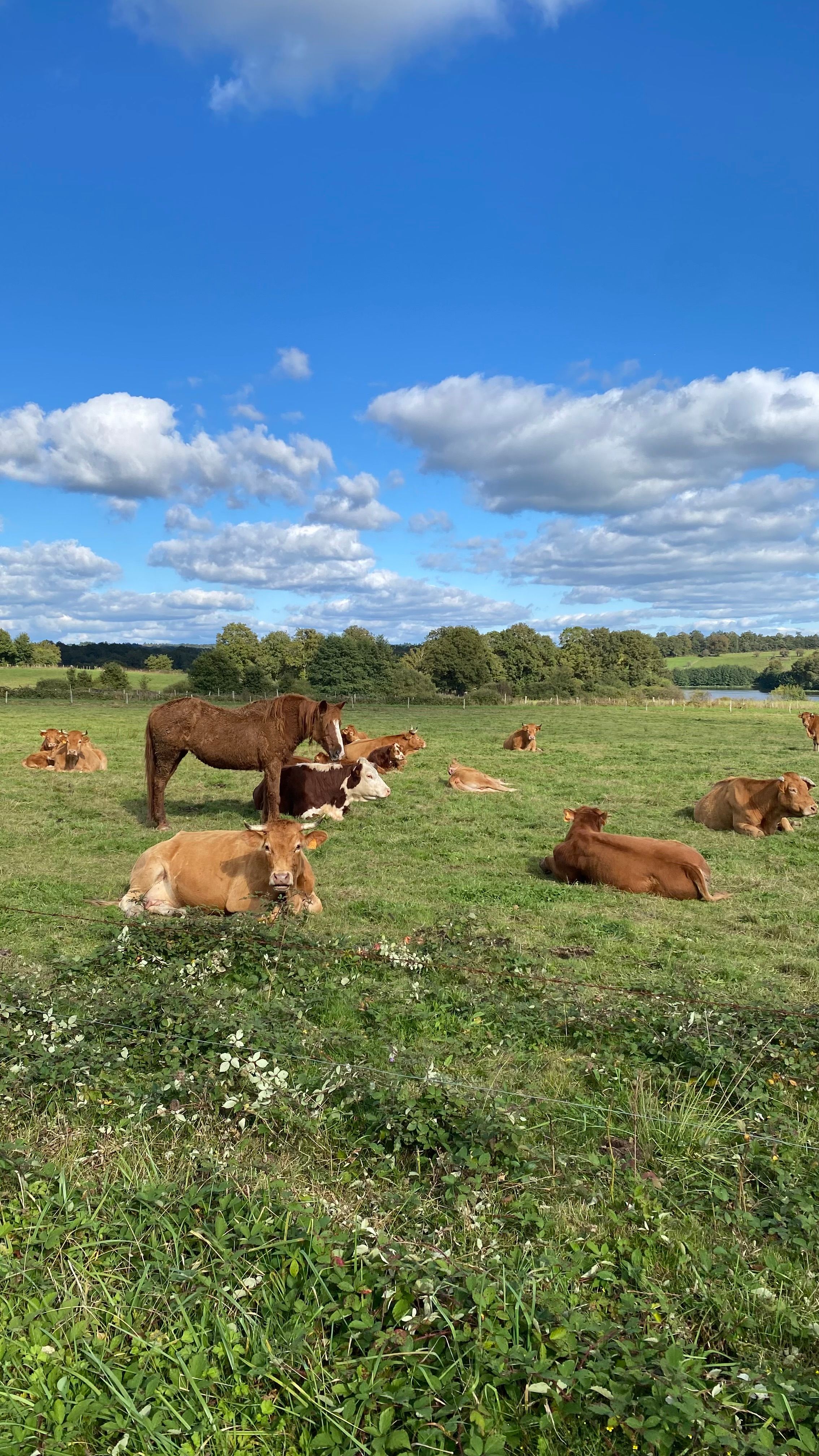 Pastoral Scene with Cows in a Sunny Field · Free Stock Photo