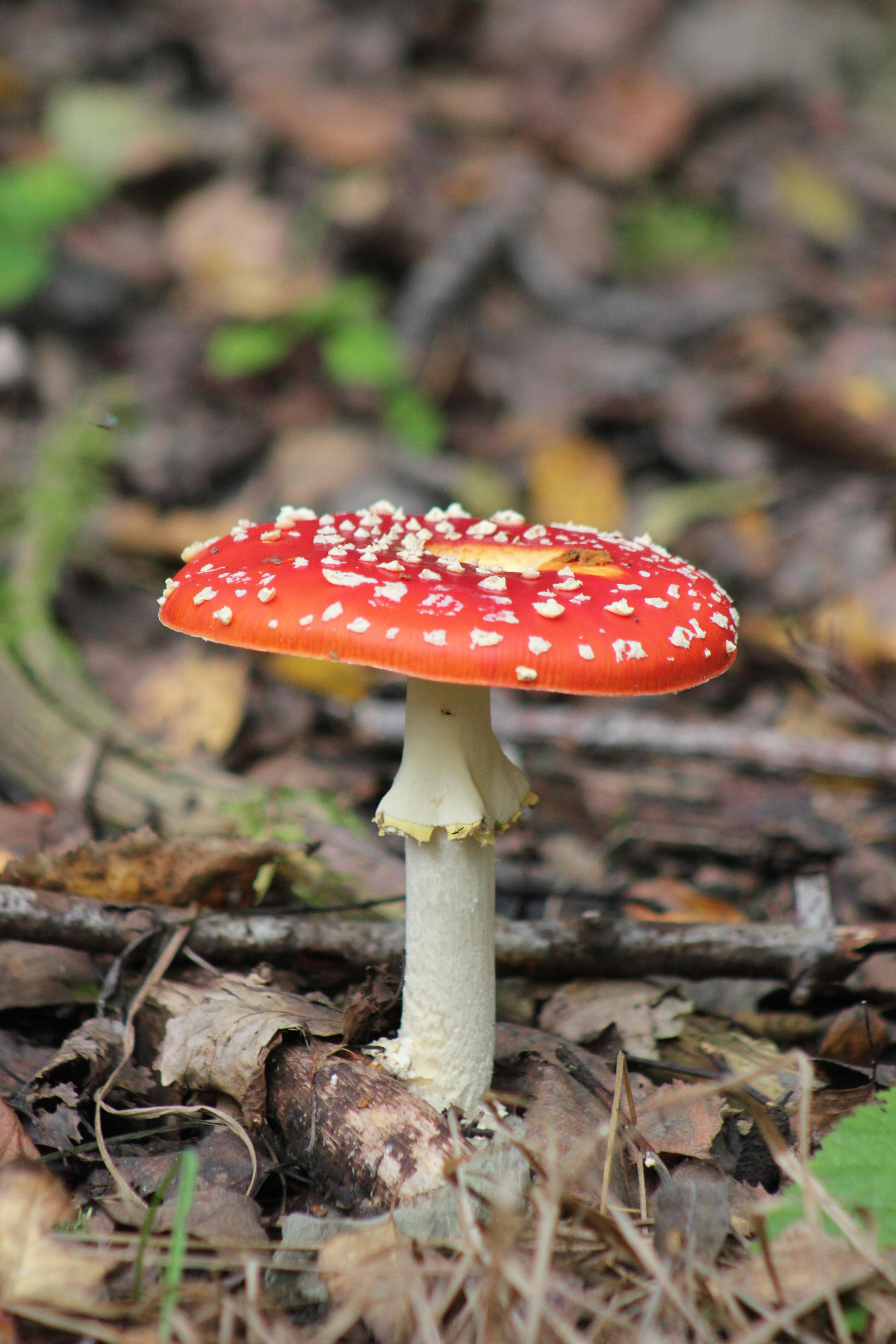 Champignon Amanite Tue Mouches Vibrant Dans La Forêt D'automne · Photo ...