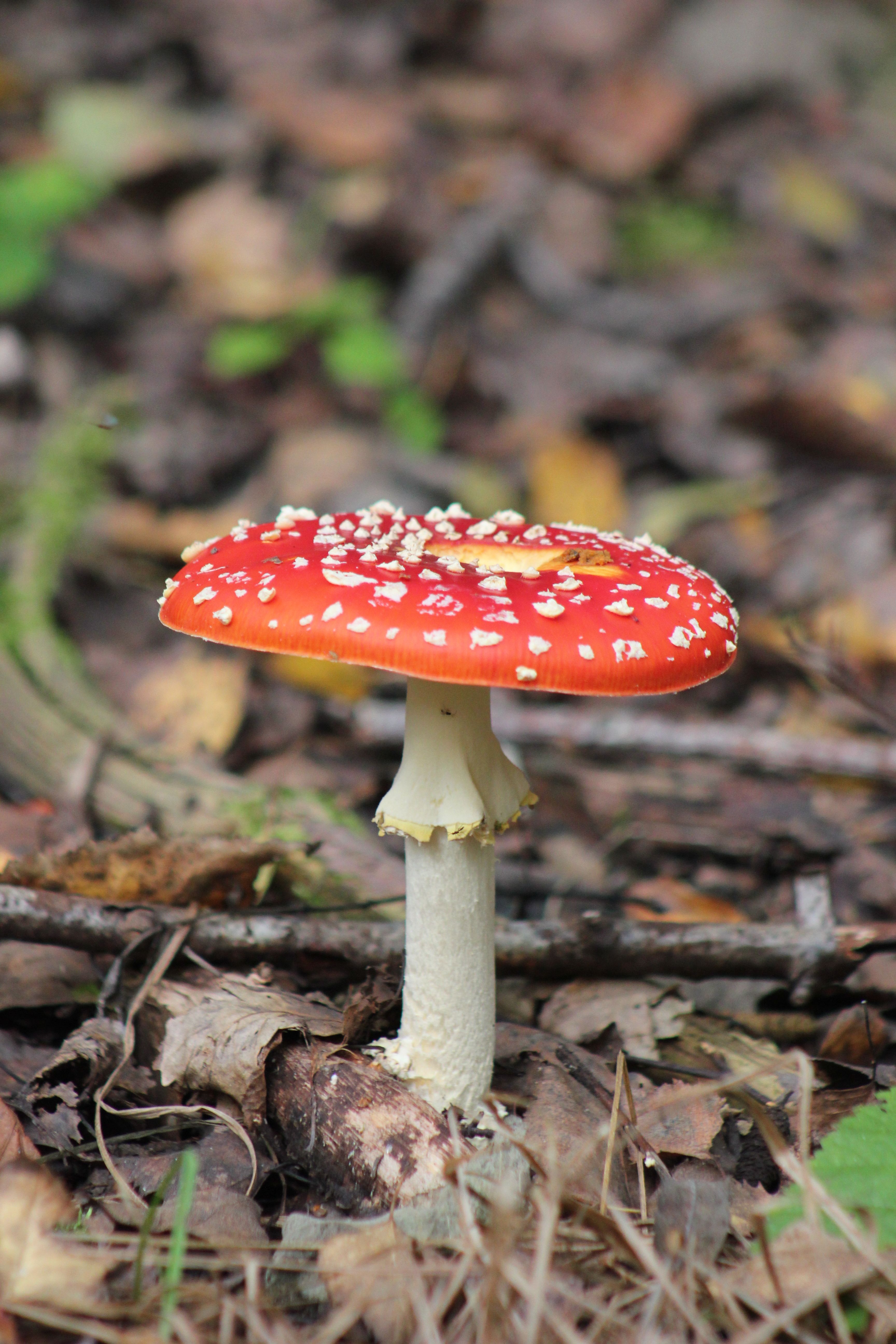 Champignon Amanite Tue Mouches Vibrant Dans La Forêt D'automne · Photo ...