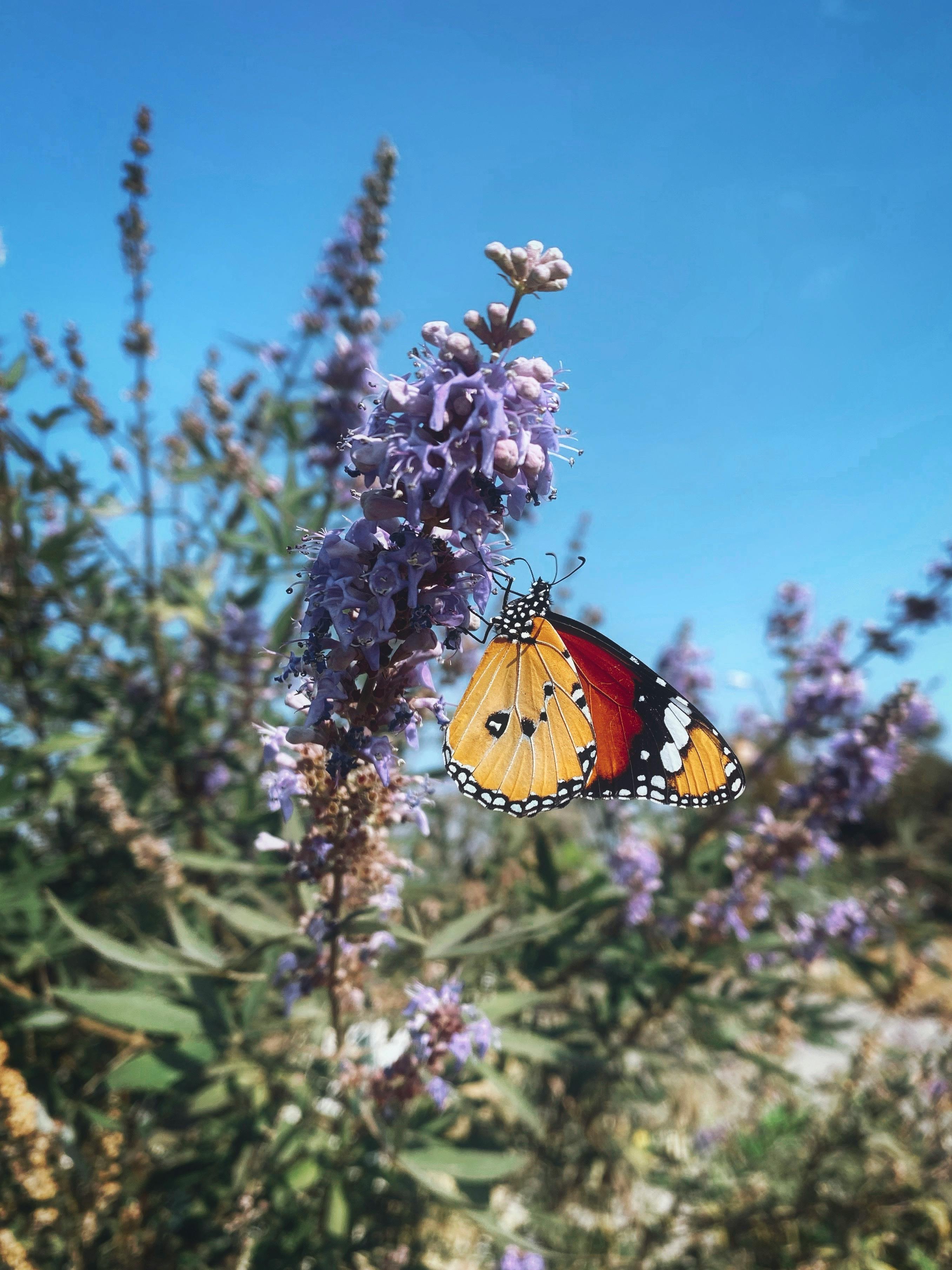 Vivid Monarch Butterfly Resting on Purple Flowers · Free Stock Photo