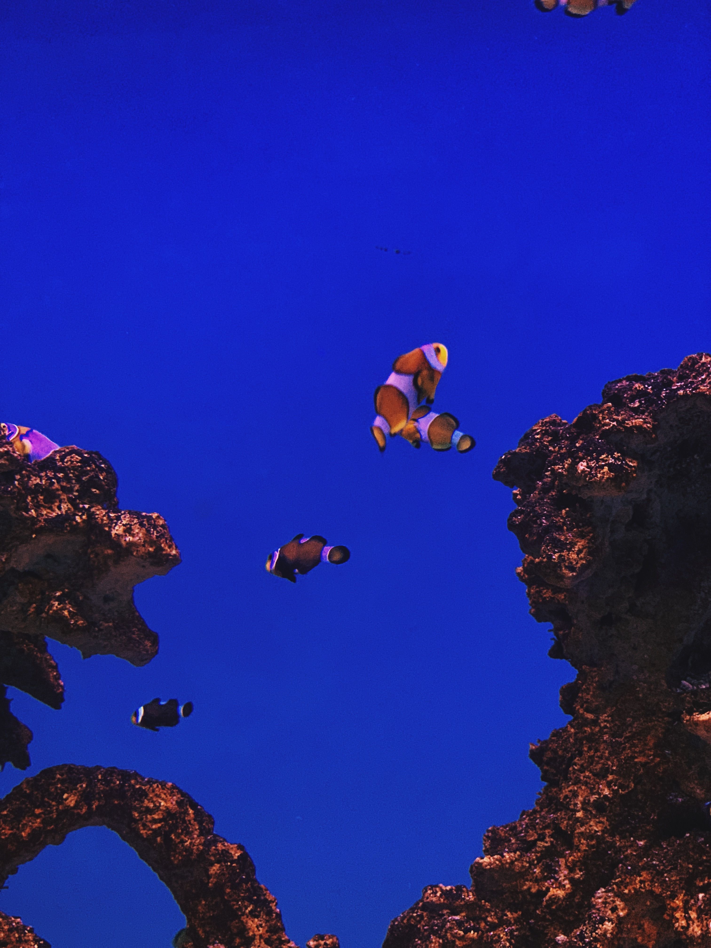 Clownfish Swimming in Vibrant Coral Reef Aquarium · Free Stock Photo