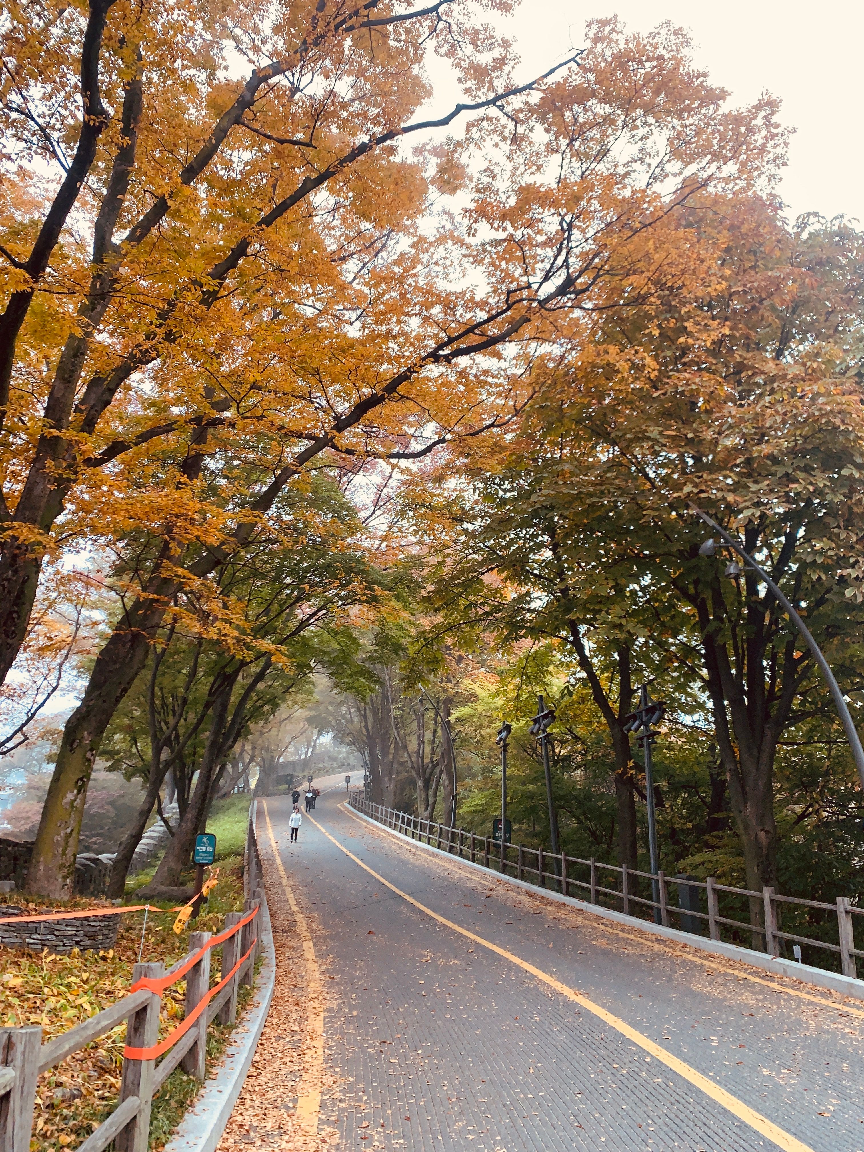 Scenic Autumn Pathway in Seoul, South Korea · Free Stock Photo