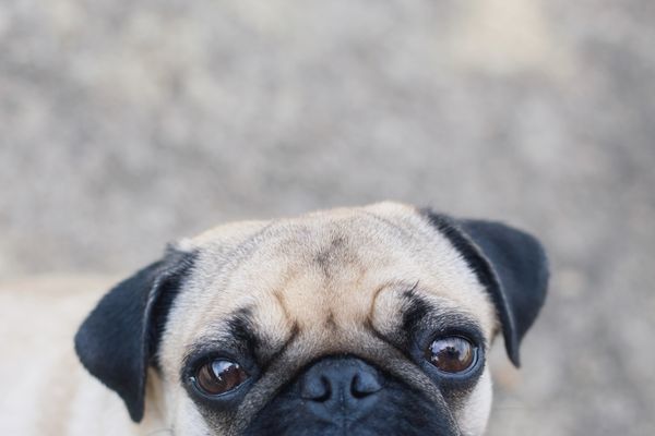 Pug Face Photos, Download The BEST Free Pug Face Stock Photos & HD Images