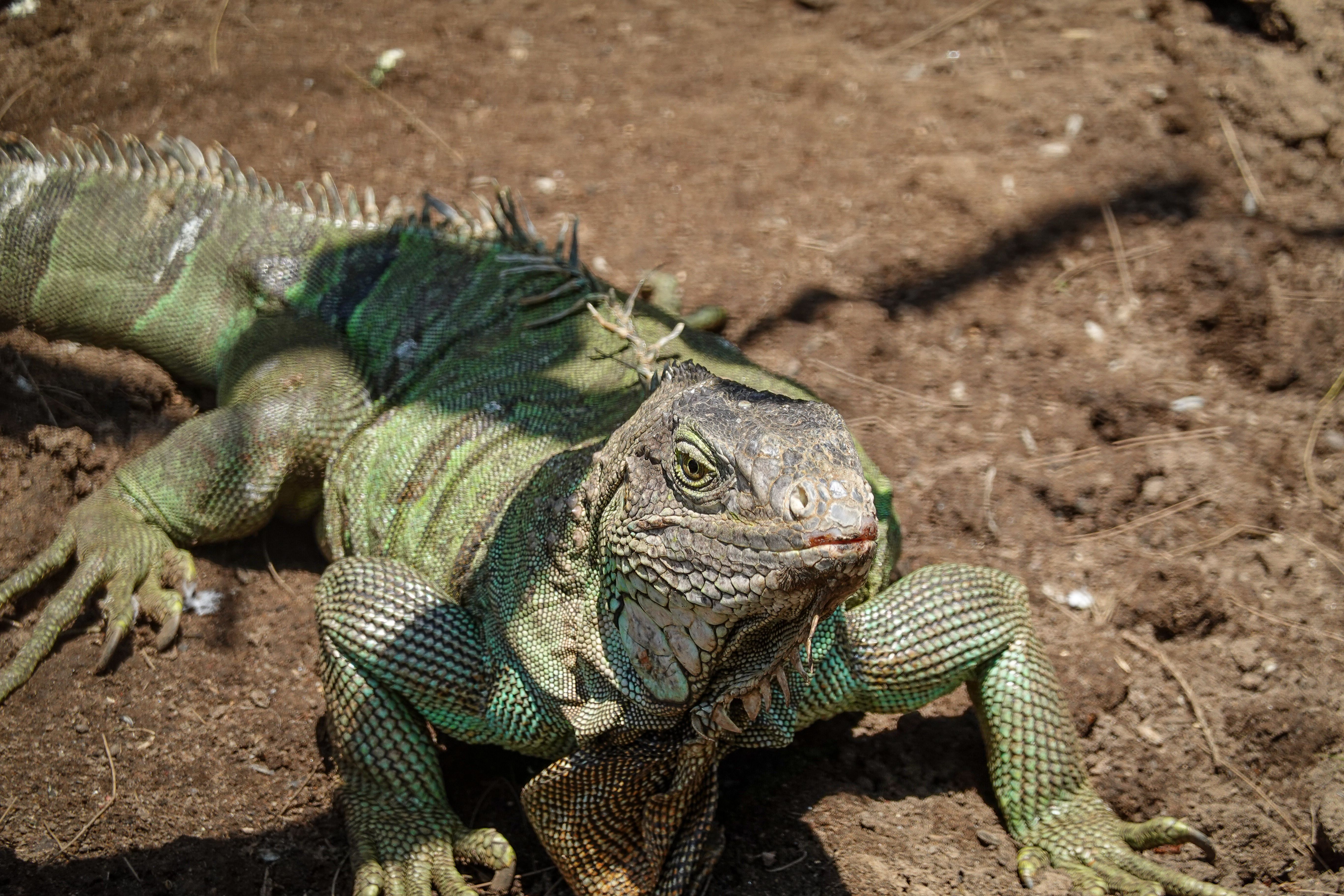 Close-Up of a Green Iguana in Natural Habitat · Free Stock Photo