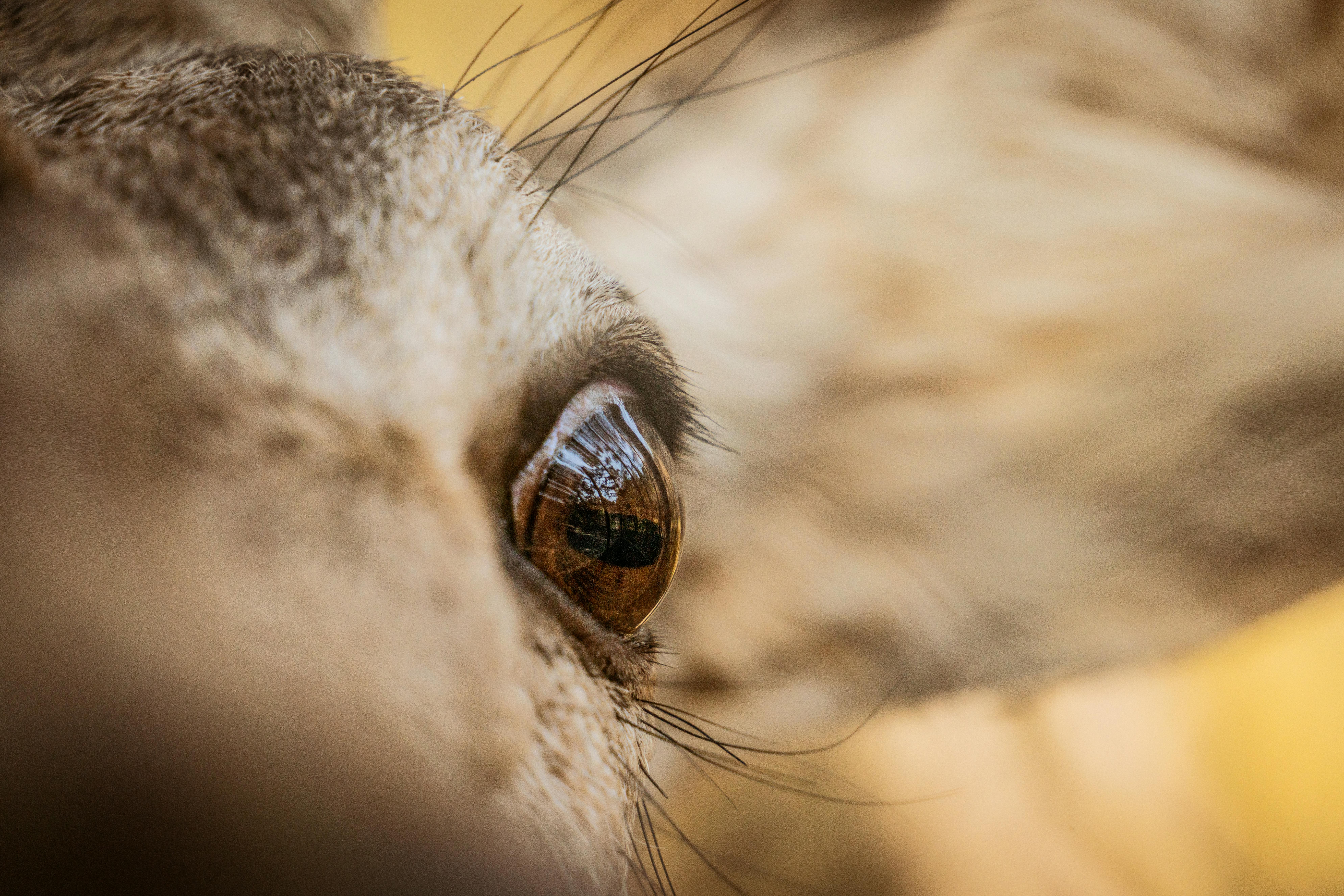 Close-Up of a Deer's Eye in Nature · Free Stock Photo