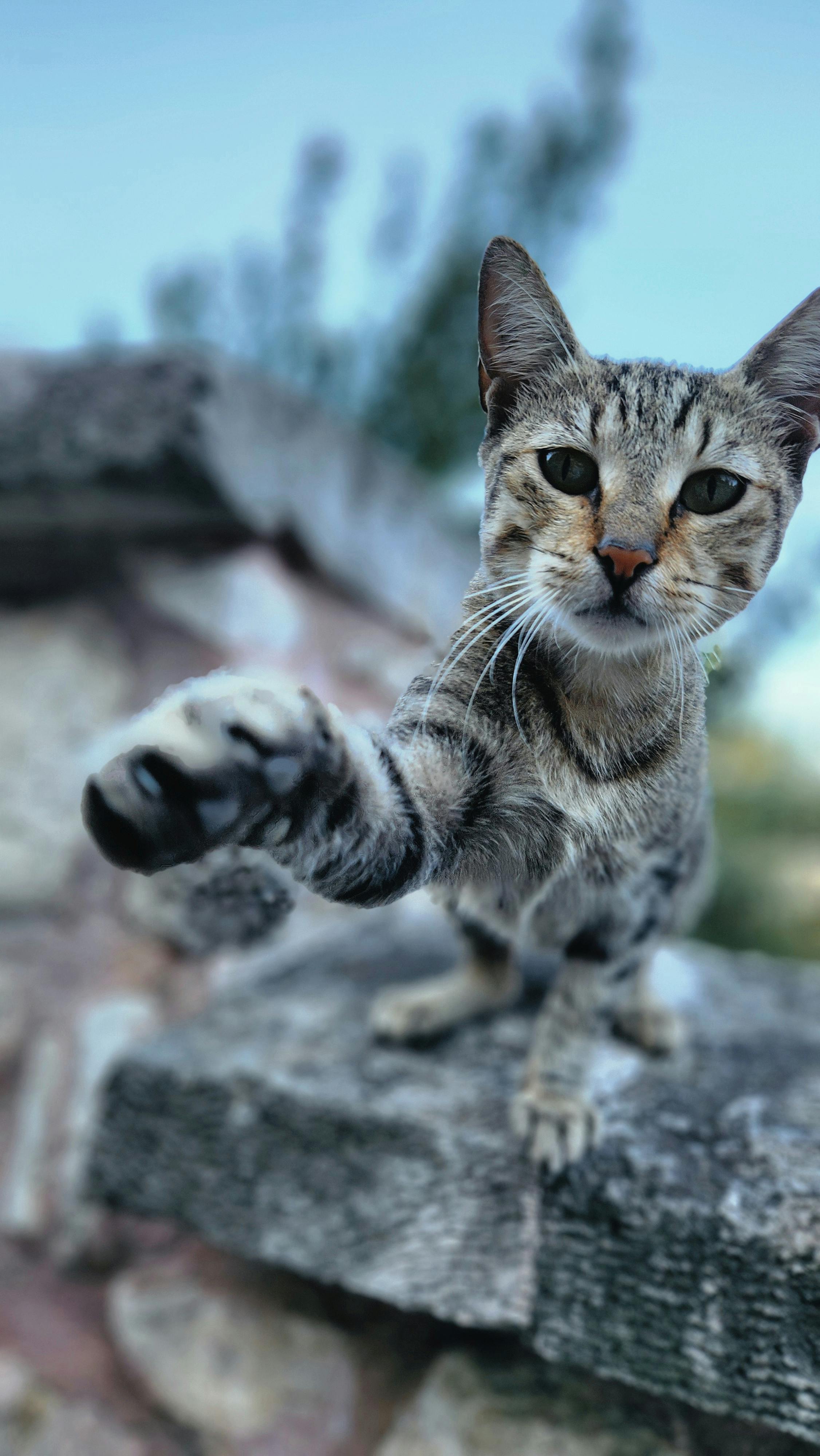 Playful Tabby Cat Reaching Out Outdoors · Free Stock Photo