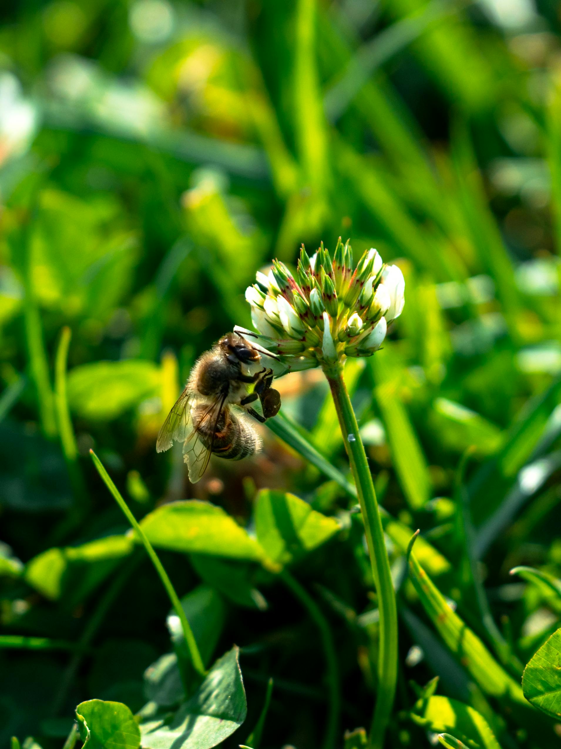 Bee Pollinating White Clover in Lush Green Meadow · Free Stock Photo