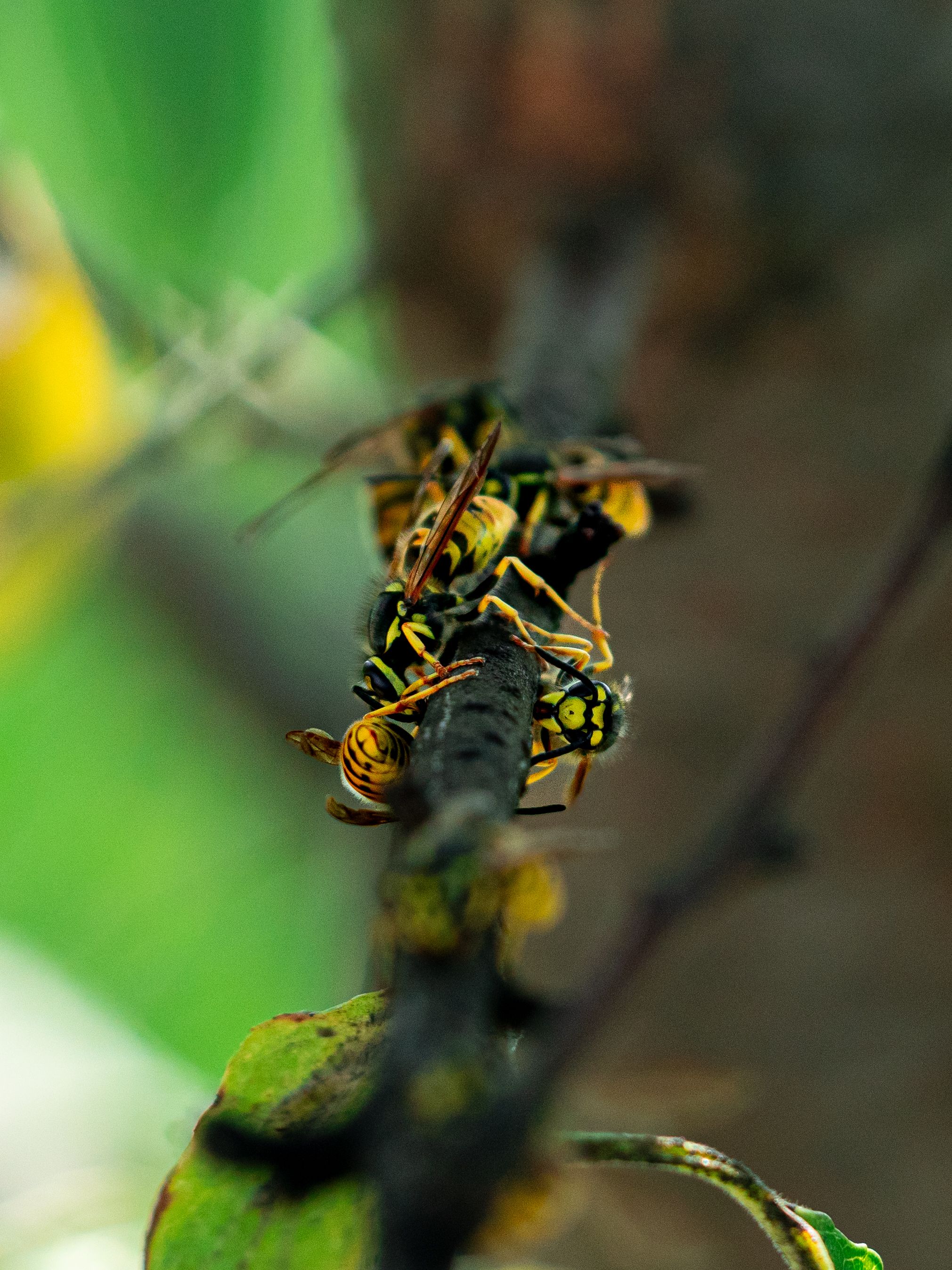 Close-Up of Wasps on a Tree Branch · Free Stock Photo