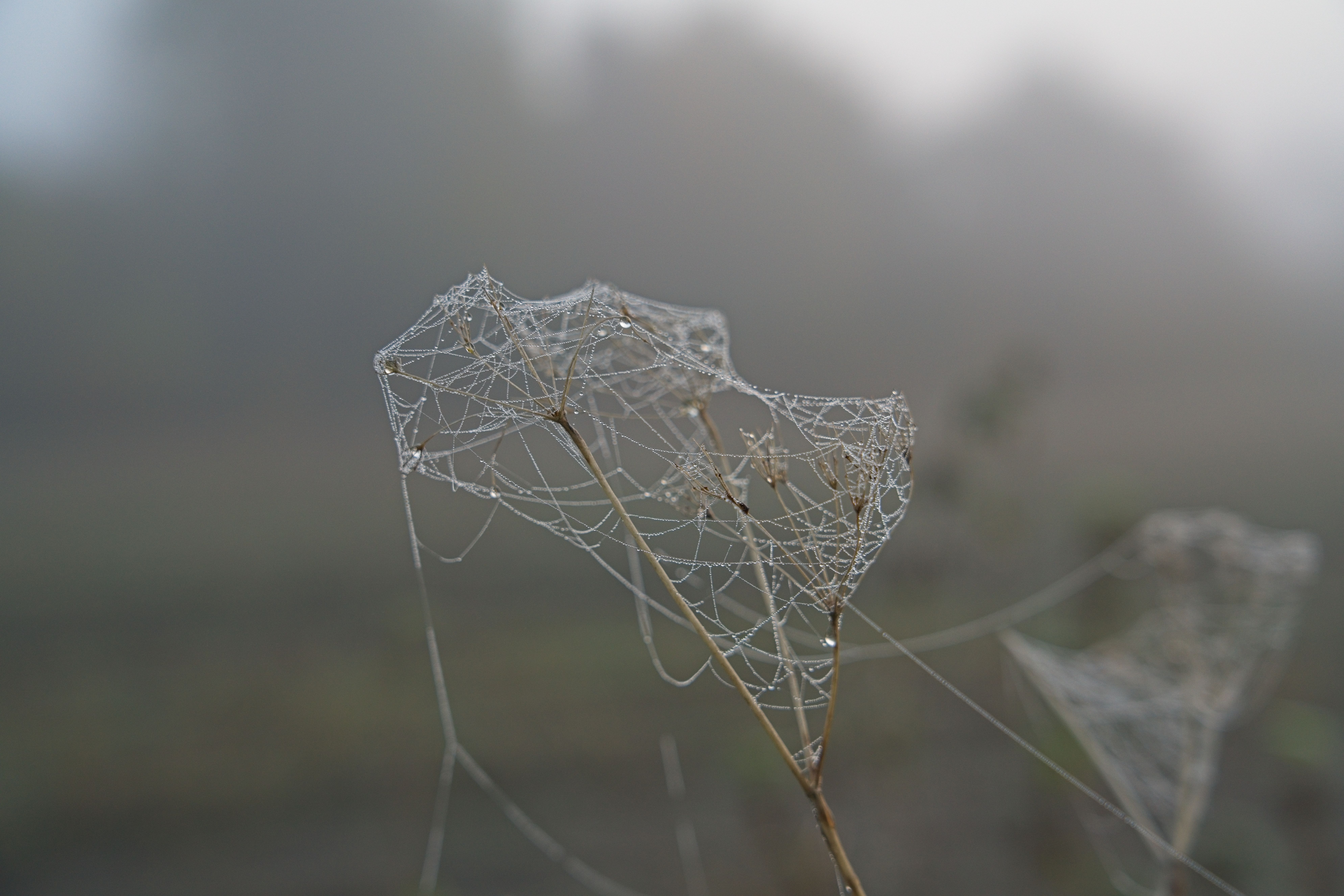 Spider web on dry plant in foggy forest · Free Stock Photo