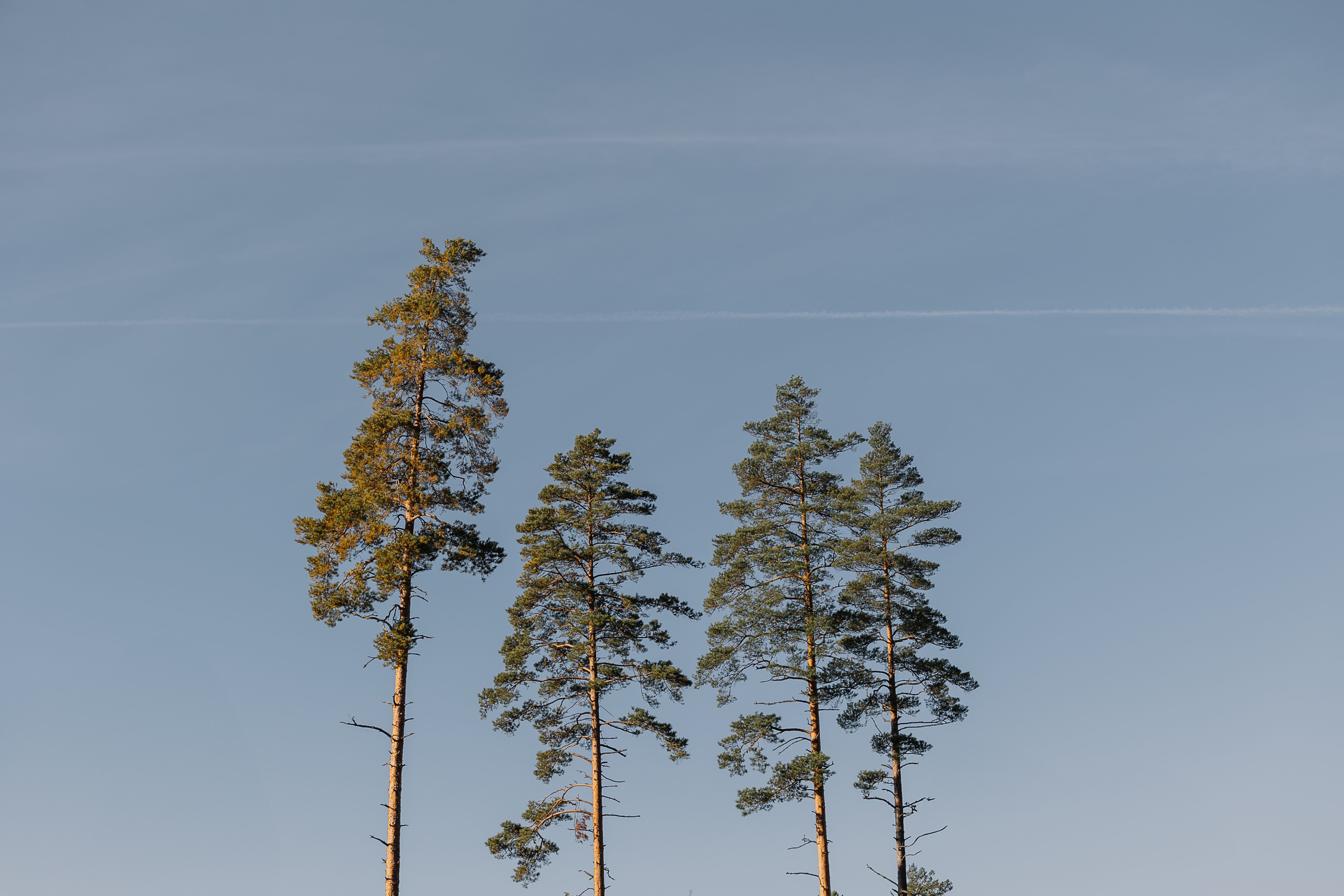 Tall Pine Trees Against Clear Blue Sky · Free Stock Photo