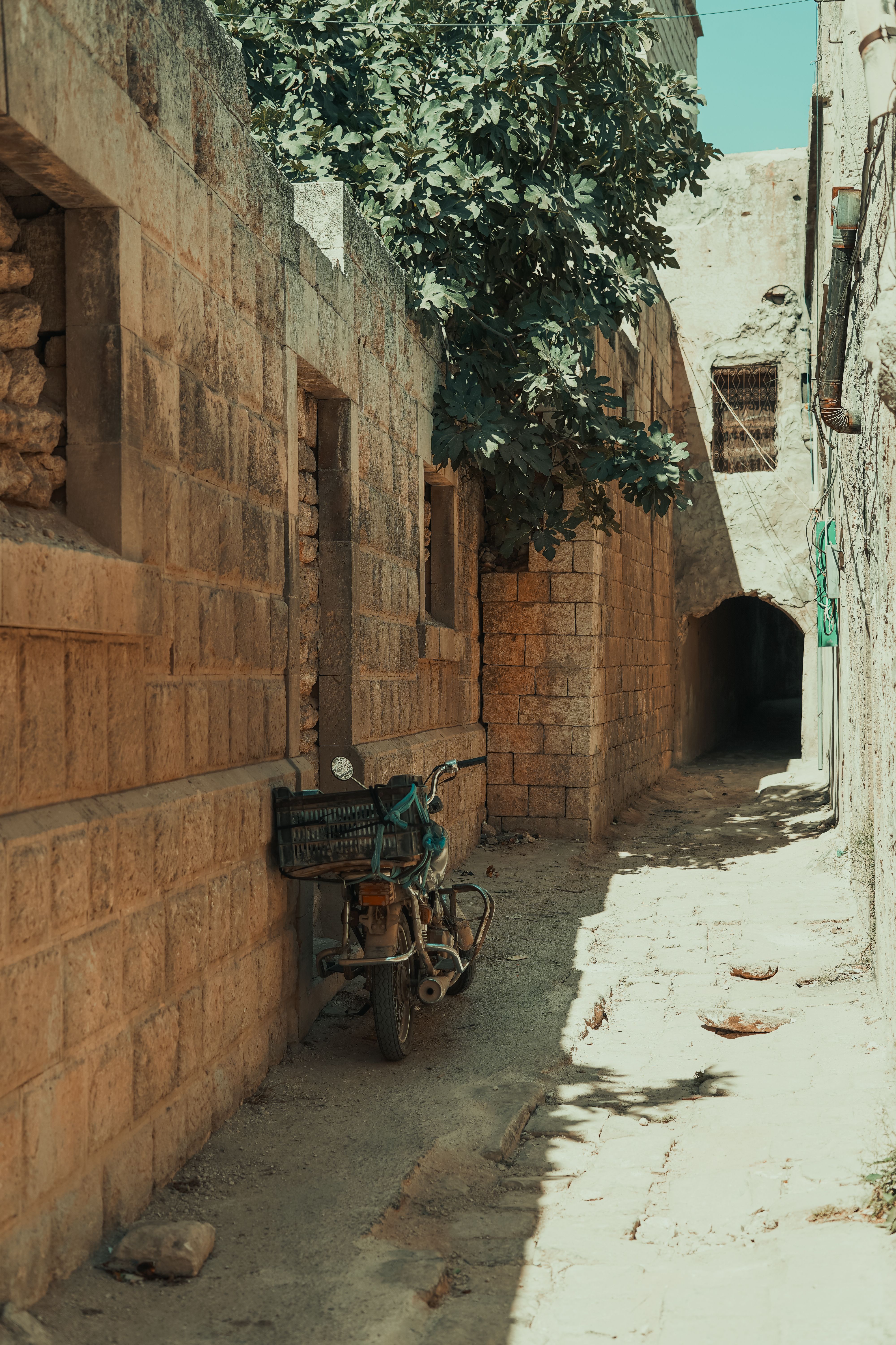 Fig Tree Syria Photos, Download The BEST Free Fig Tree Syria Stock ...