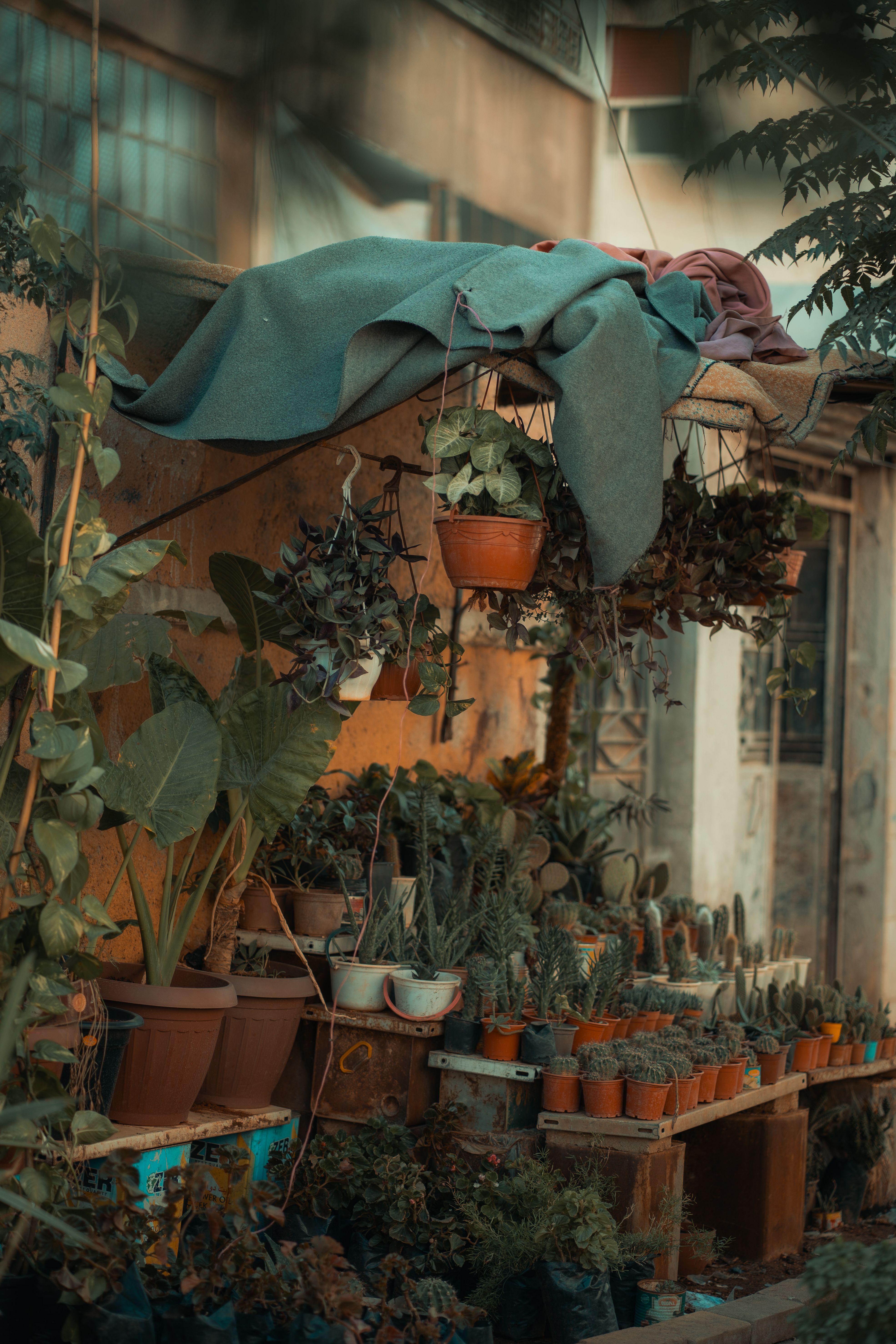 Syrian Horticulture Photos, Download The BEST Free Syrian Horticulture ...