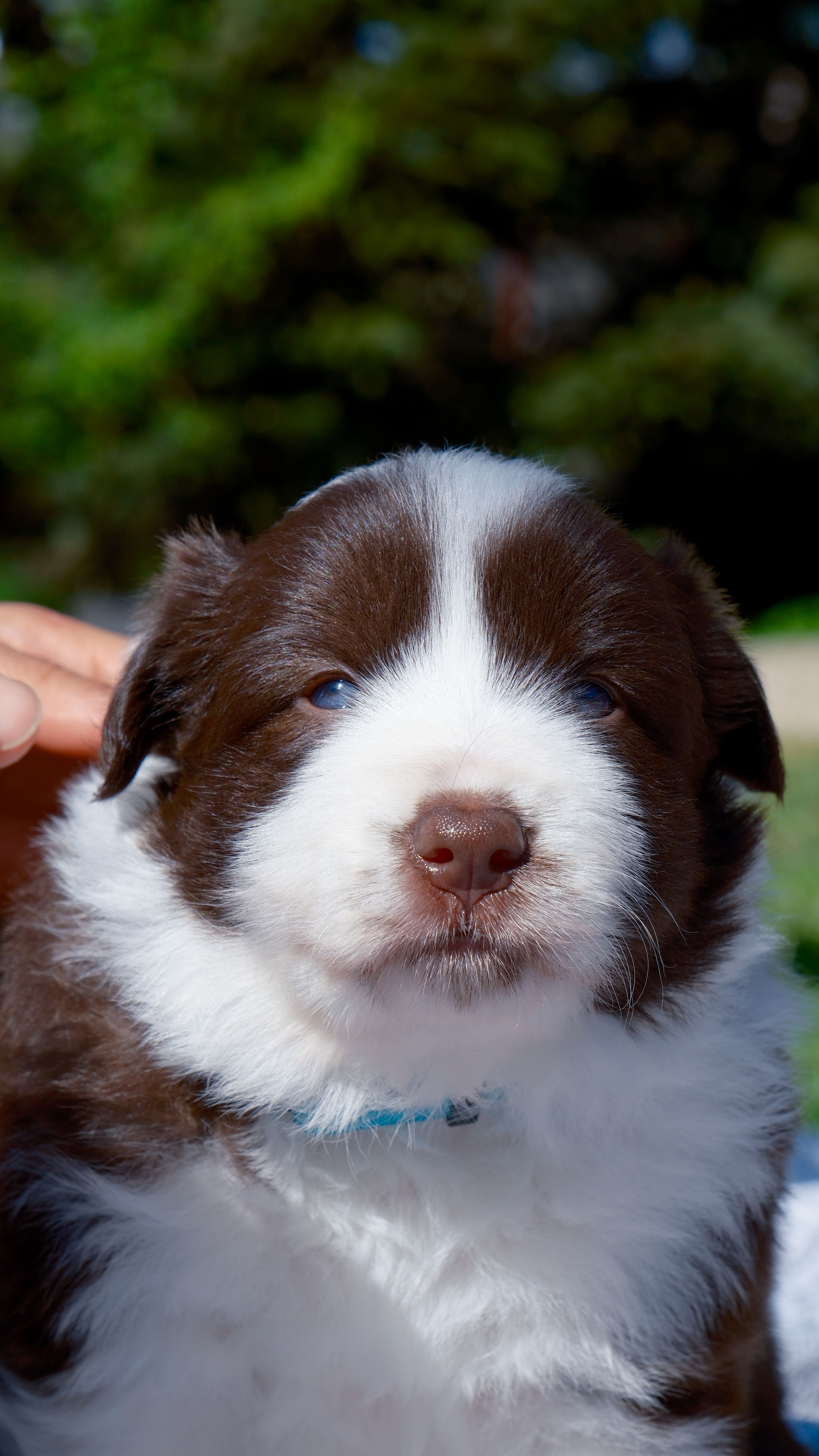 Adorable Border Collie Puppy Outdoors · Free Stock Photo