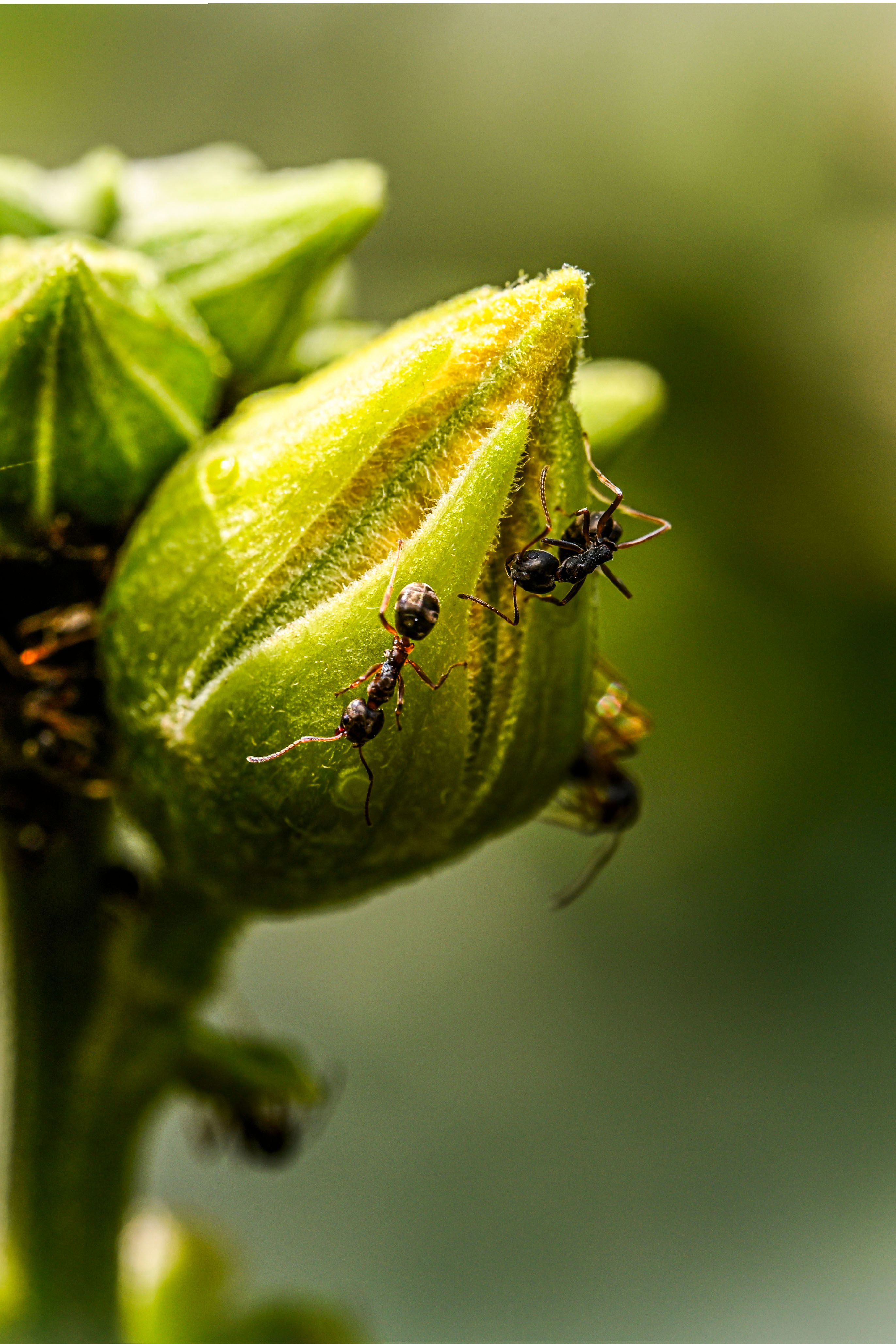 Macro Photograph of Ants on a Green Bud · Free Stock Photo
