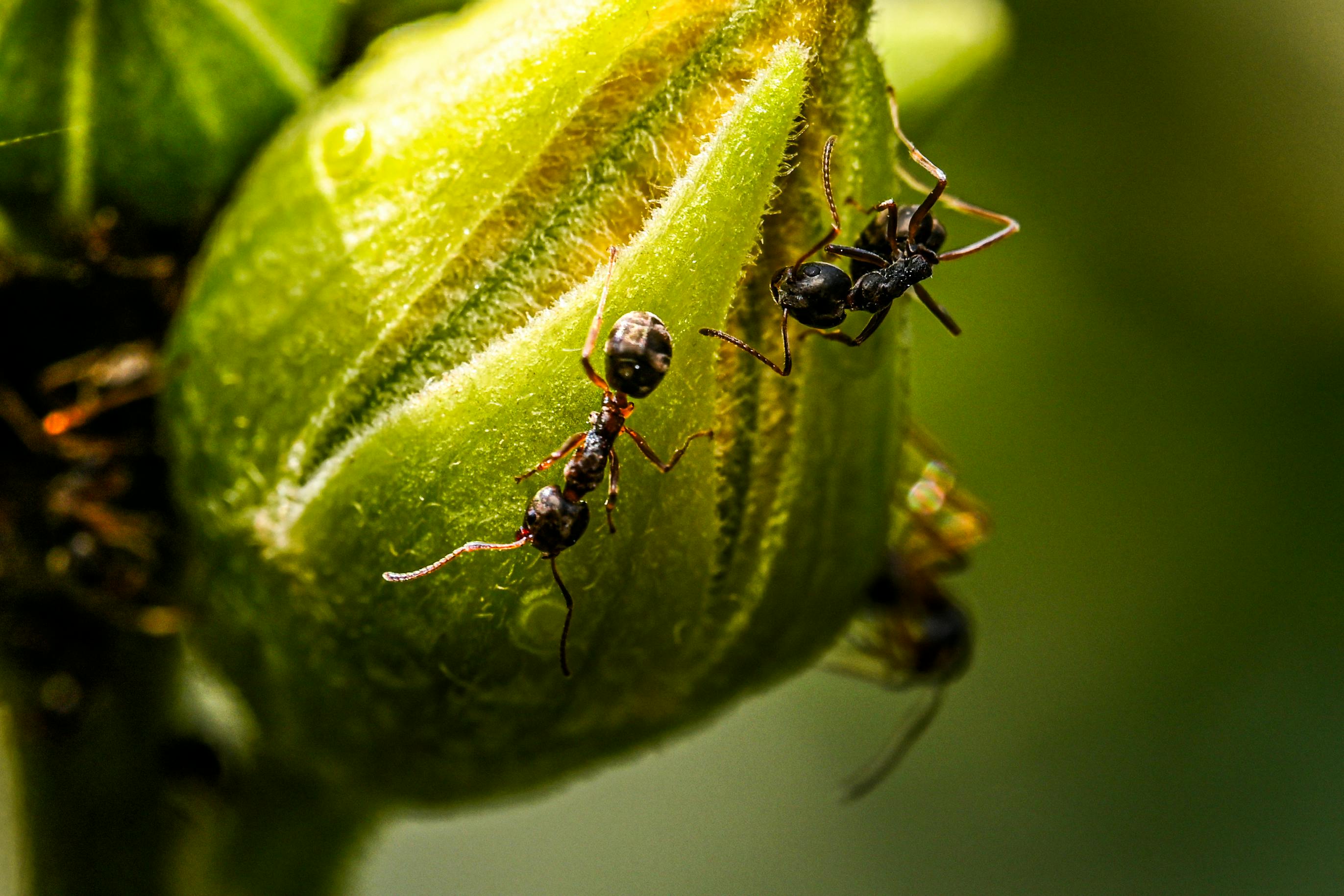 Close-up Macro Shot of Ants on Green Pod · Free Stock Photo