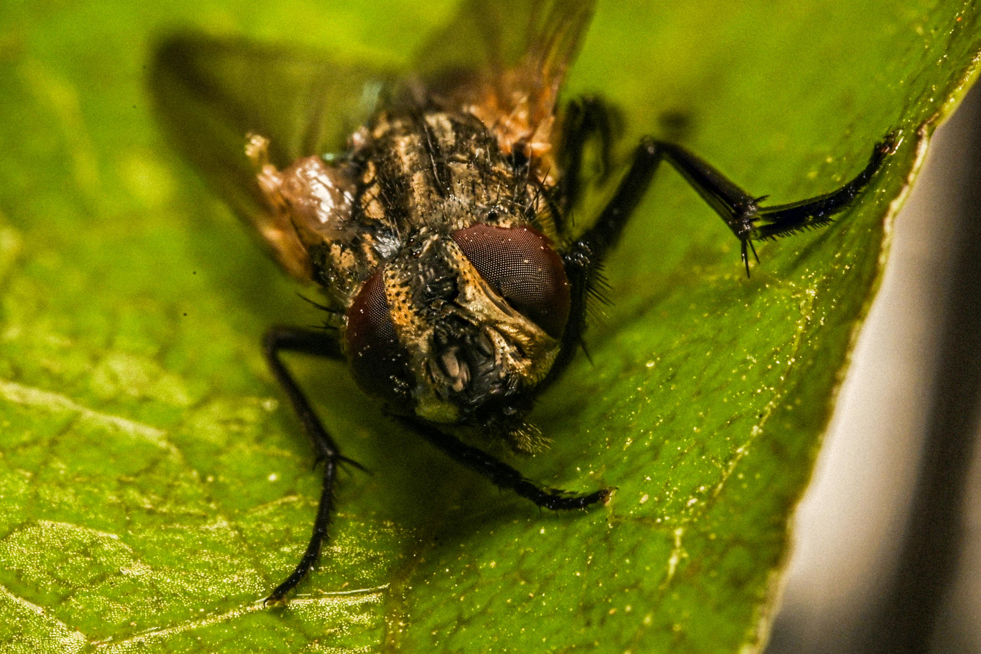 Common House Fly on Black Textile · Free Stock Photo