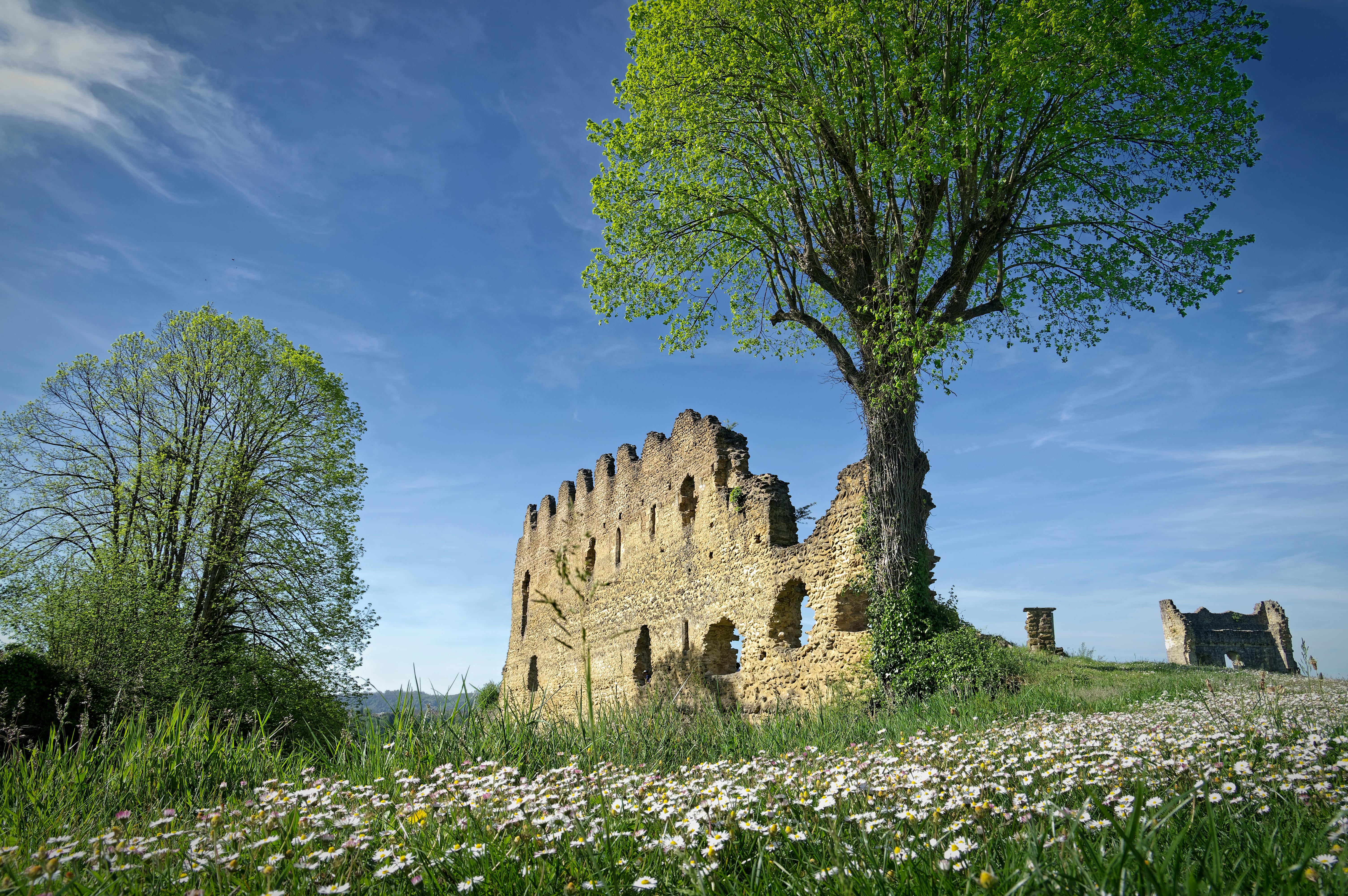 Wall With Grass Photos, Download The BEST Free Wall With Grass Stock ...