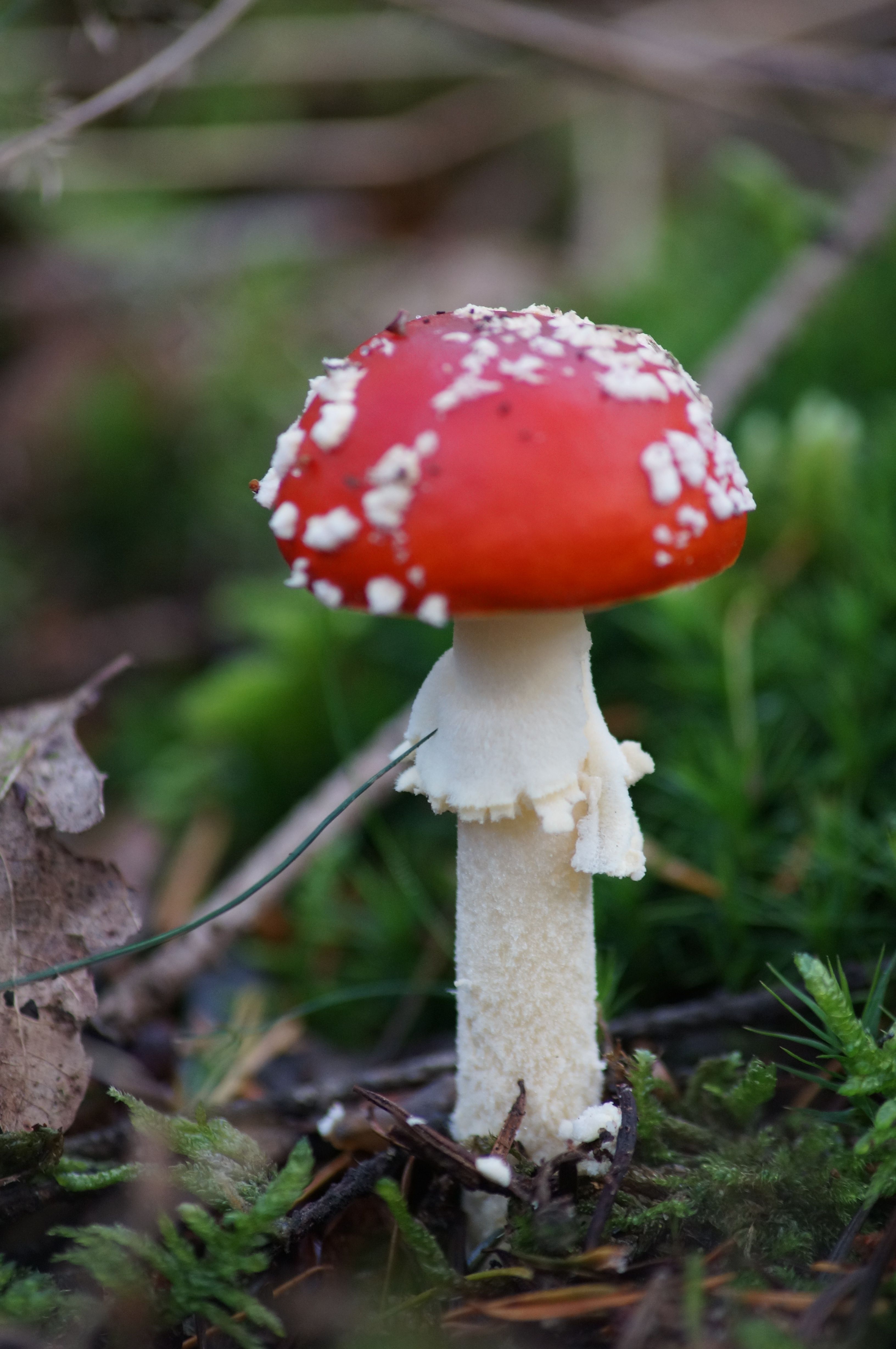 Bright Red Fly Agaric Mushroom in Forest · Free Stock Photo