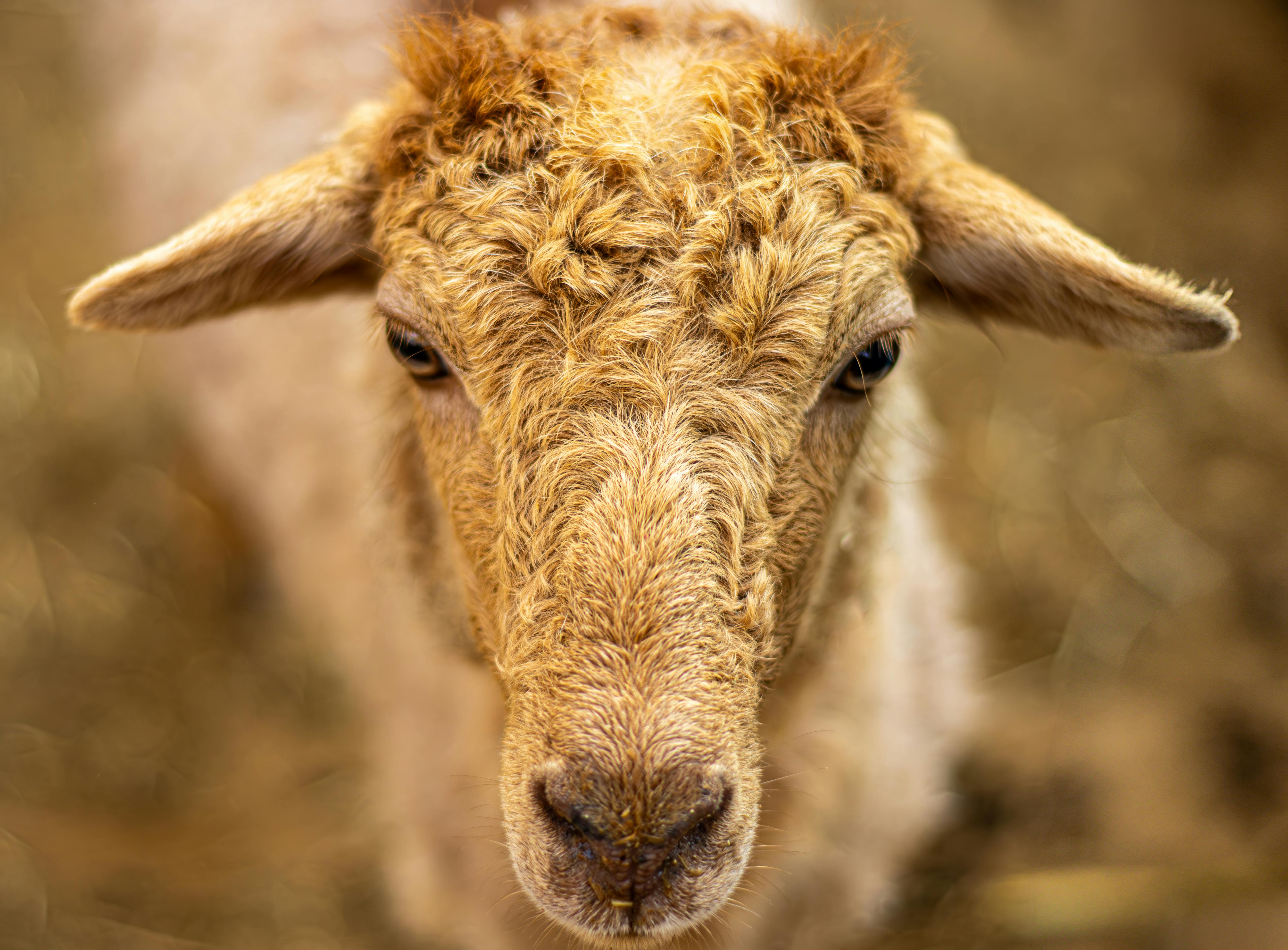 Close-up of a Sheep with Curly Wool · Free Stock Photo