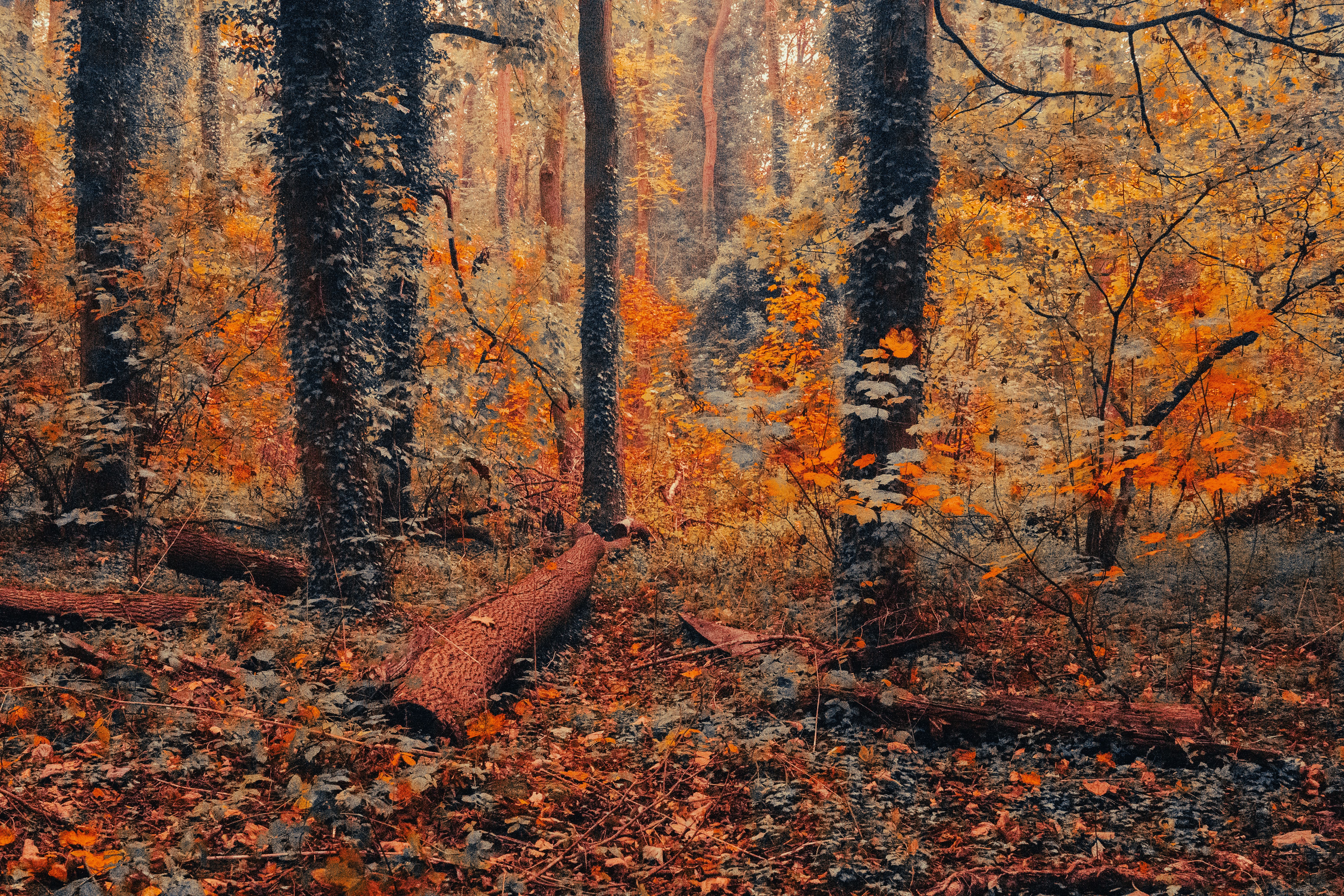 Scenic View of Autumn Leaves · Free Stock Photo