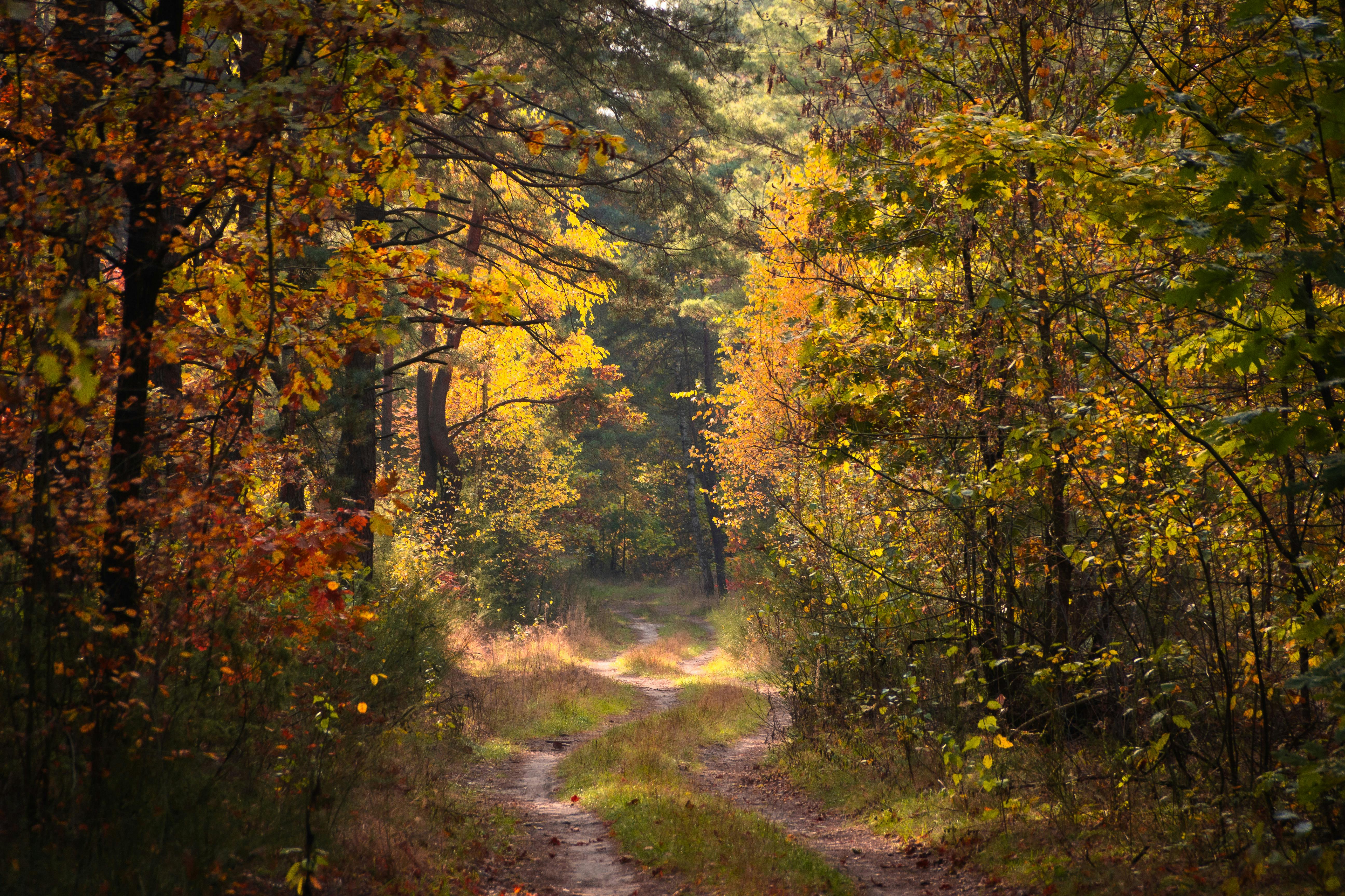 Scenic Autumn Pathway in Belarusian Forest · Free Stock Photo