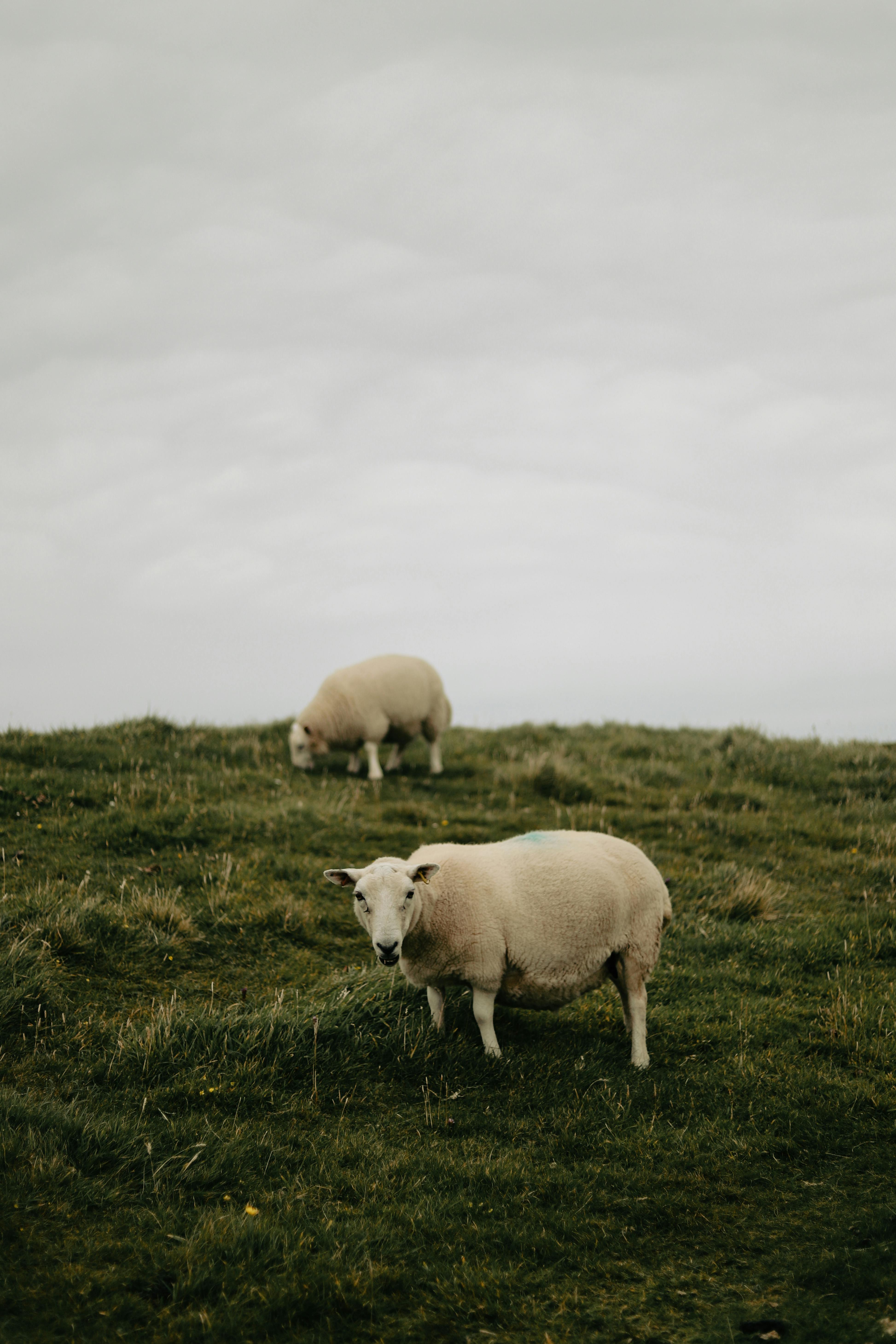 11 White Sheep in the Grass Field · Free Stock Photo
