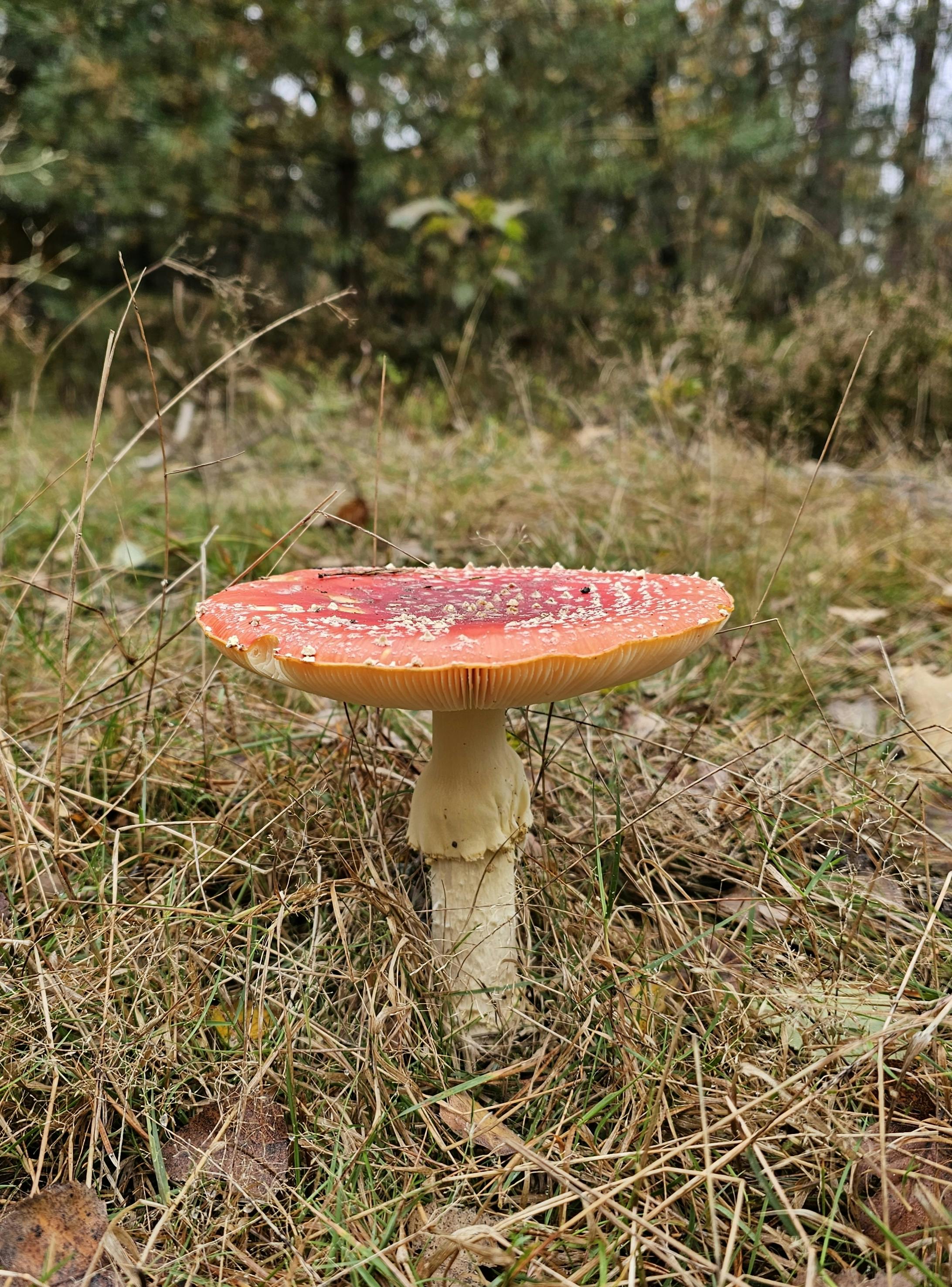 Hongo Amanita Muscaria Vibrante En Un Entorno Forestal · Foto de stock ...
