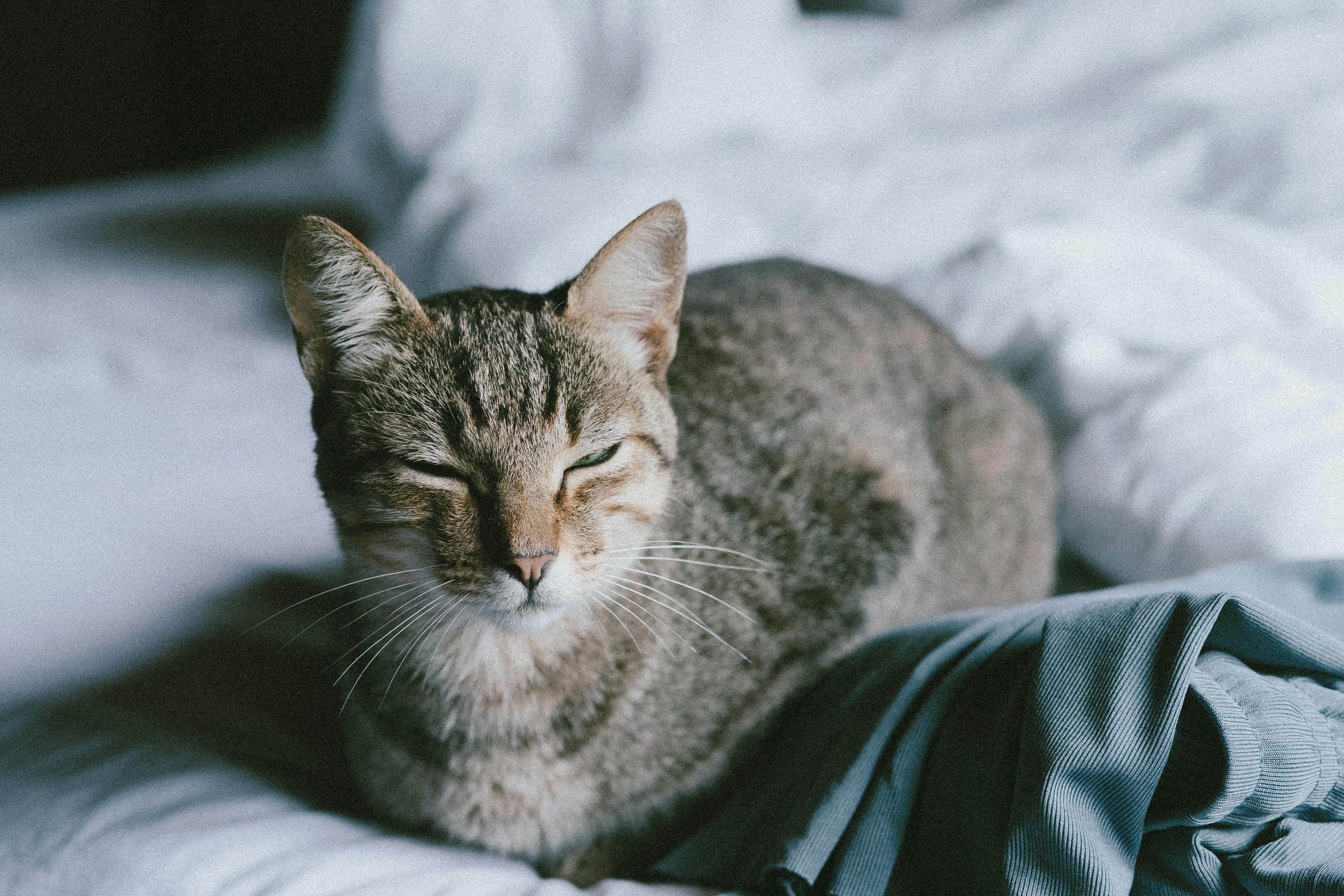 Cat on Bed · Free Stock Photo