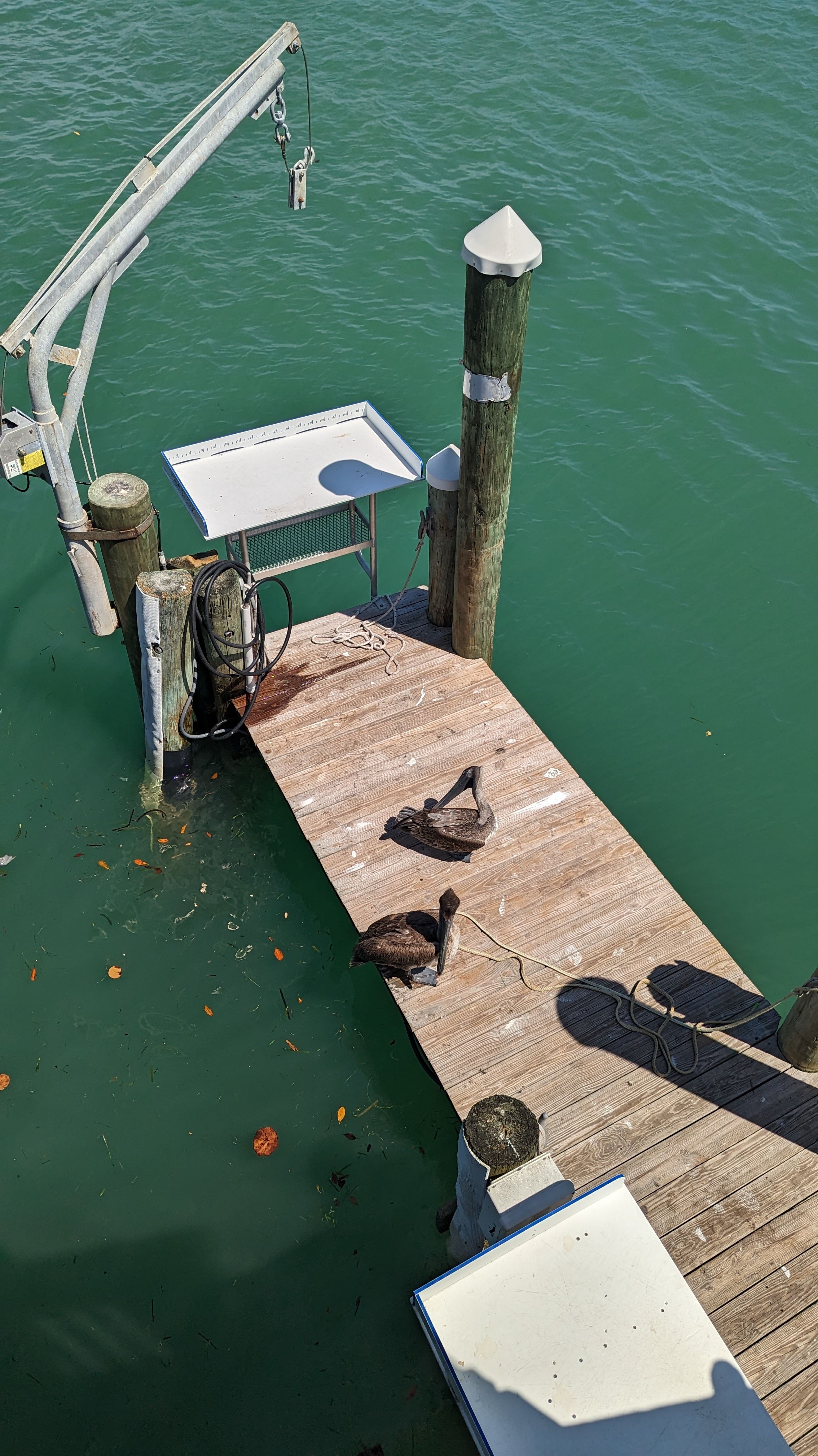 Serene Dock Scene with Pelicans at Clearwater · Free Stock Photo