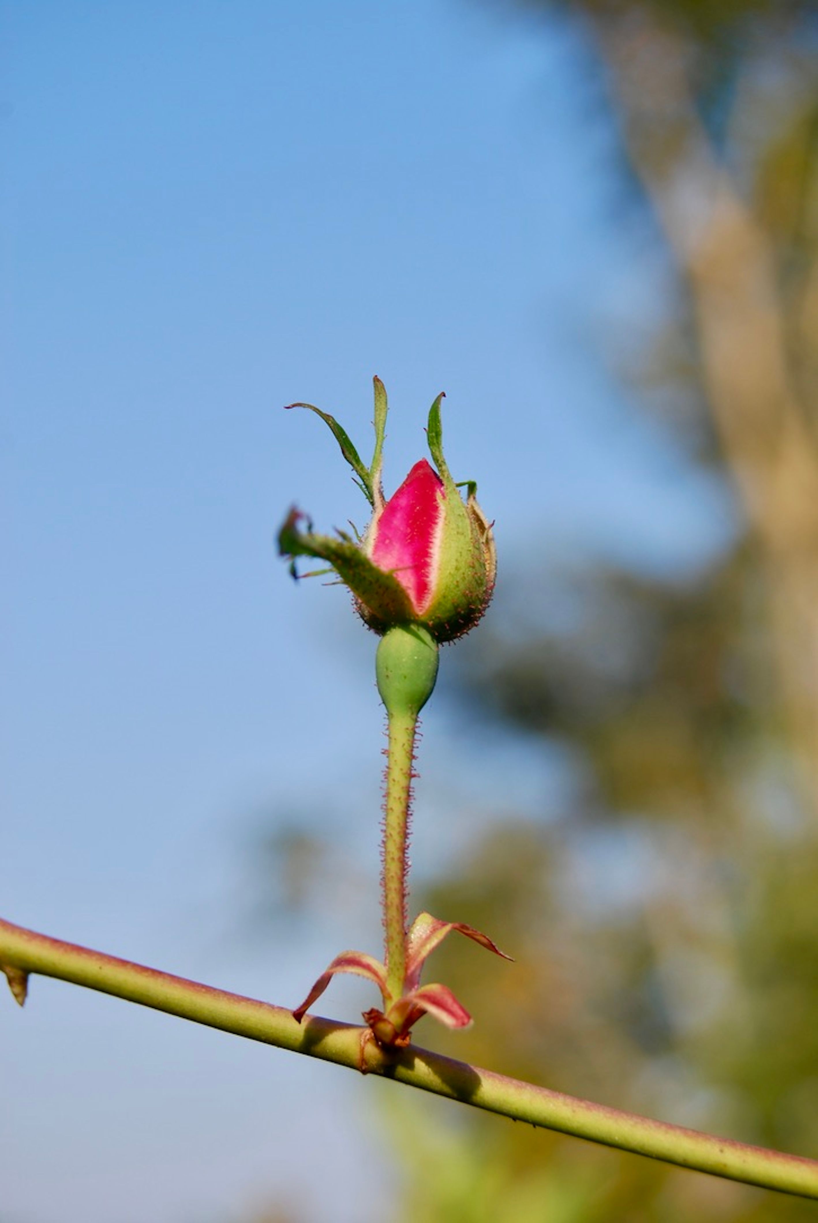 Close-up of a Budding Rose in Madagascar · Free Stock Photo