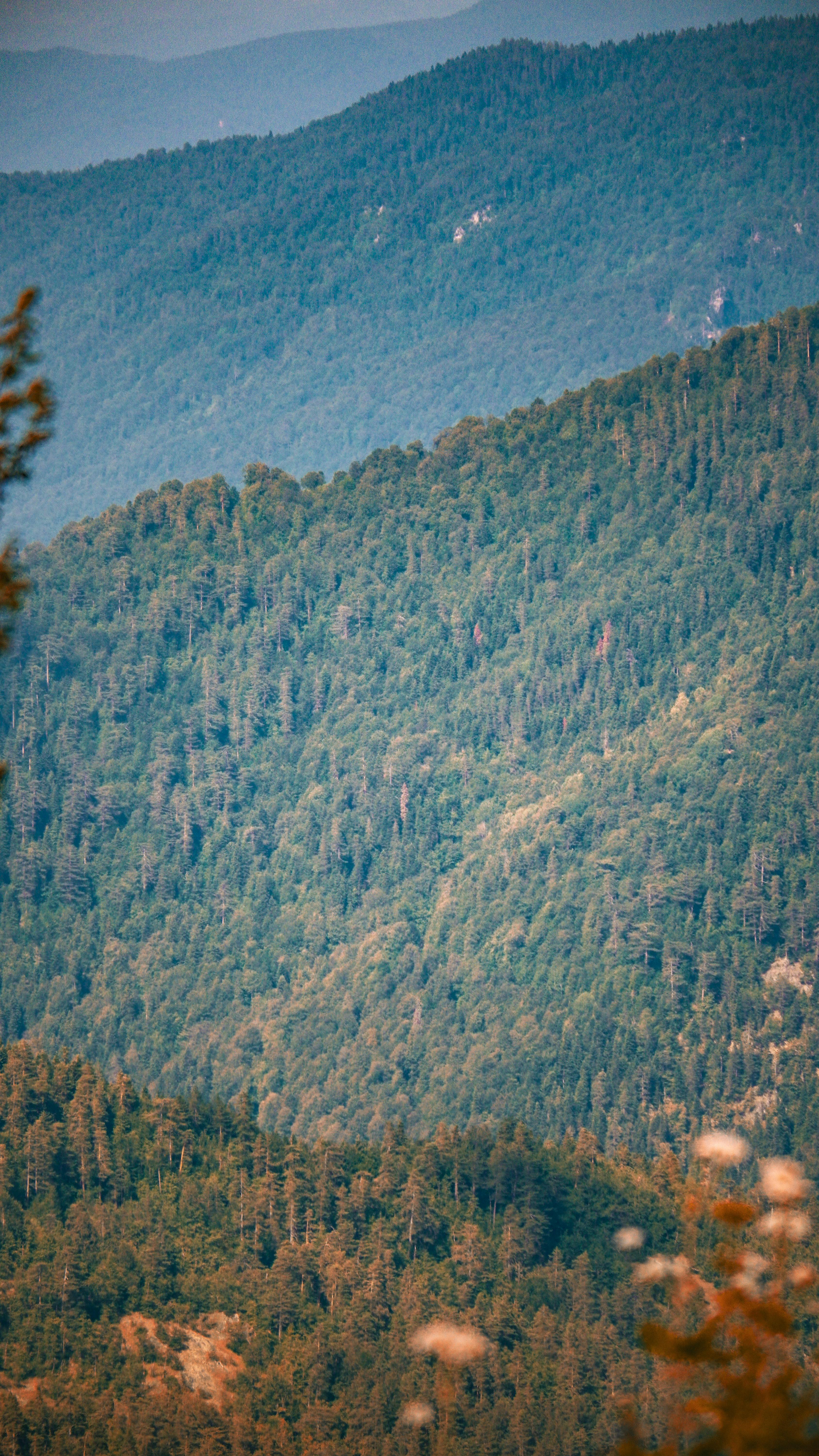 Pemandangan Indah Pegunungan Bolu Yang Hijau Dan Rimbun · Foto Stok Gratis