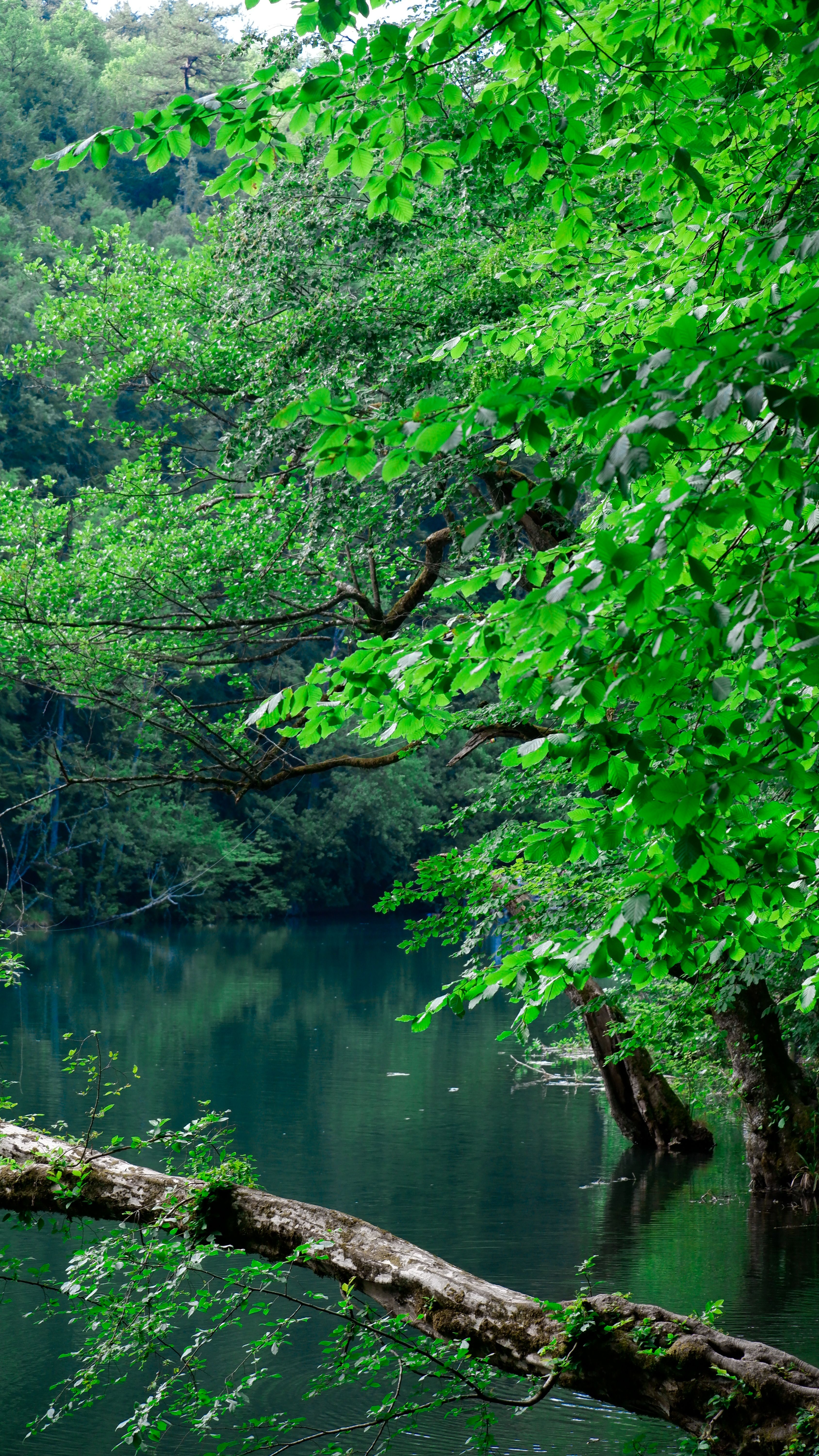 Scenic Forest Lake in Bolu, Türkiye · Free Stock Photo