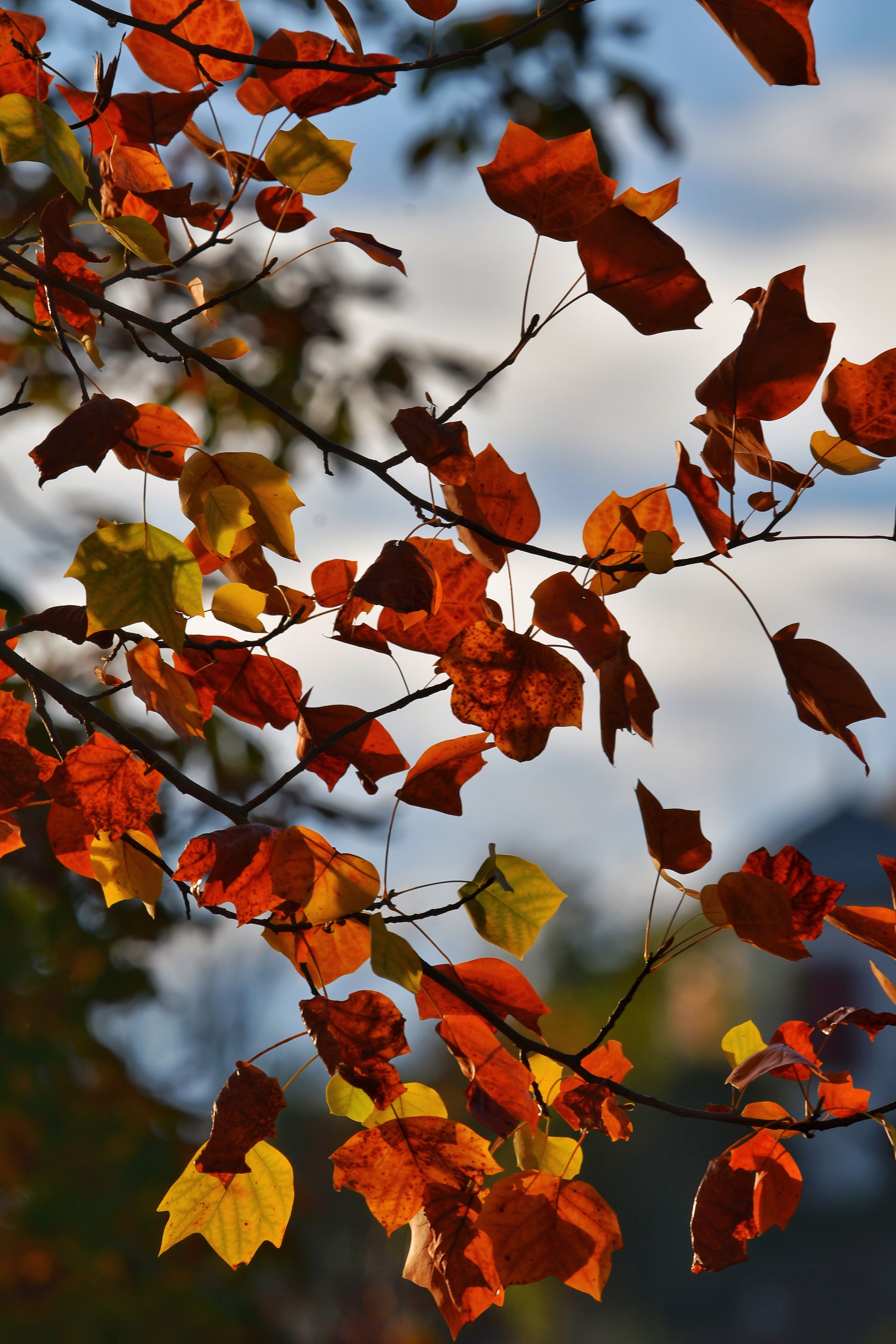 Autumn Leaves Backlit by Sunlight in Forest · Free Stock Photo