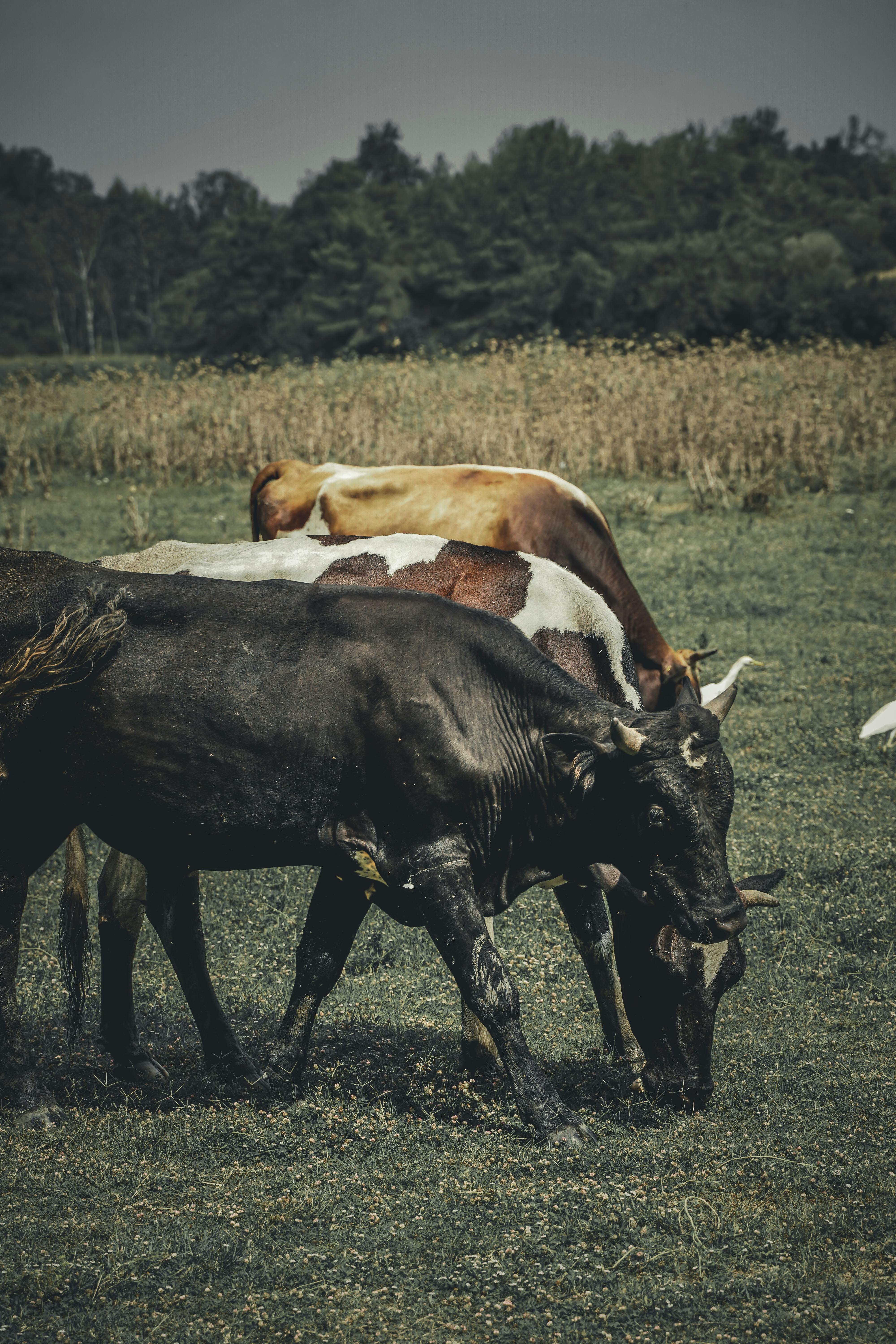 Cows Grazing Peacefully in a Rustic Pasture · Free Stock Photo