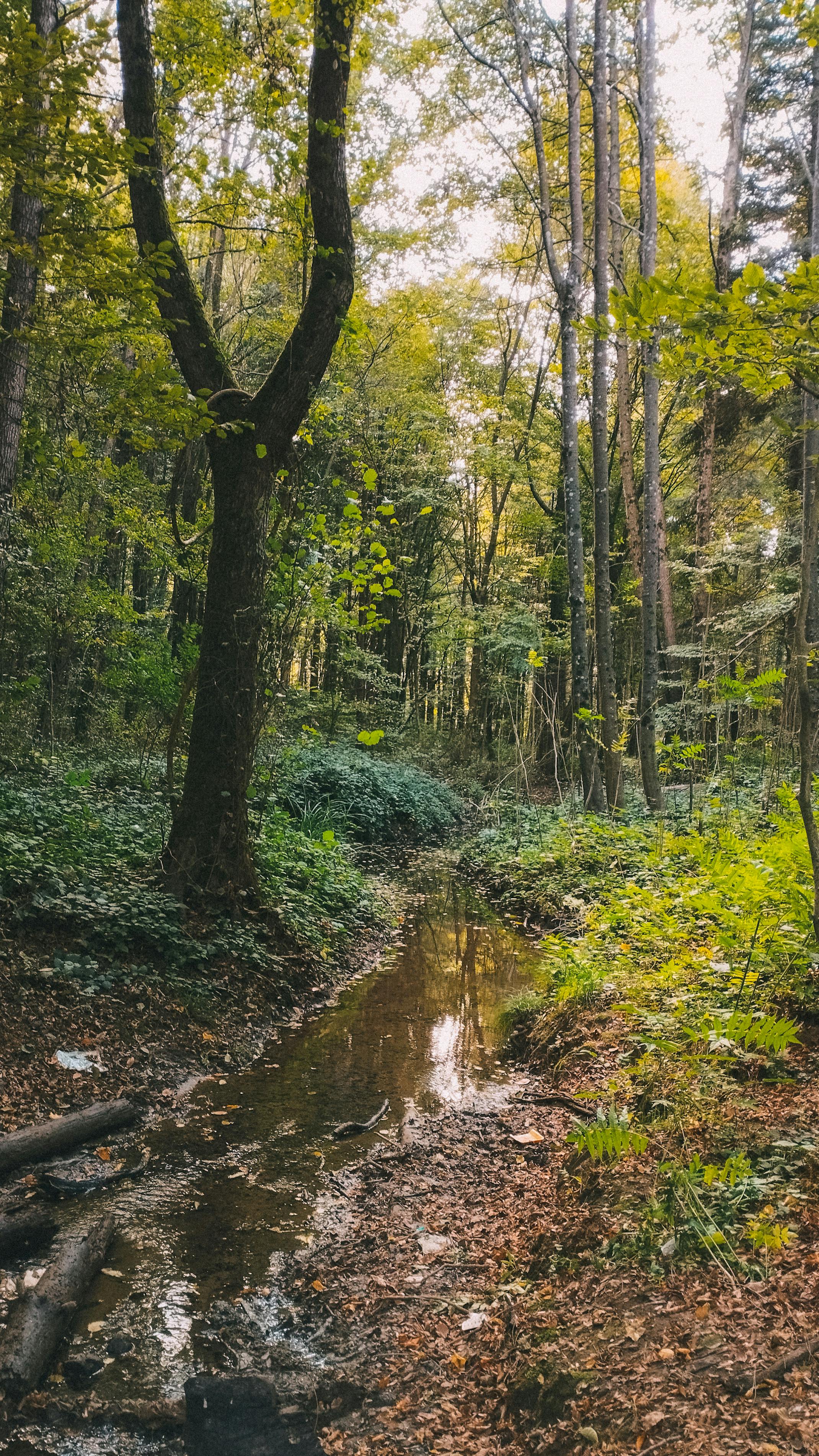 Landscape Photography of Forest · Free Stock Photo