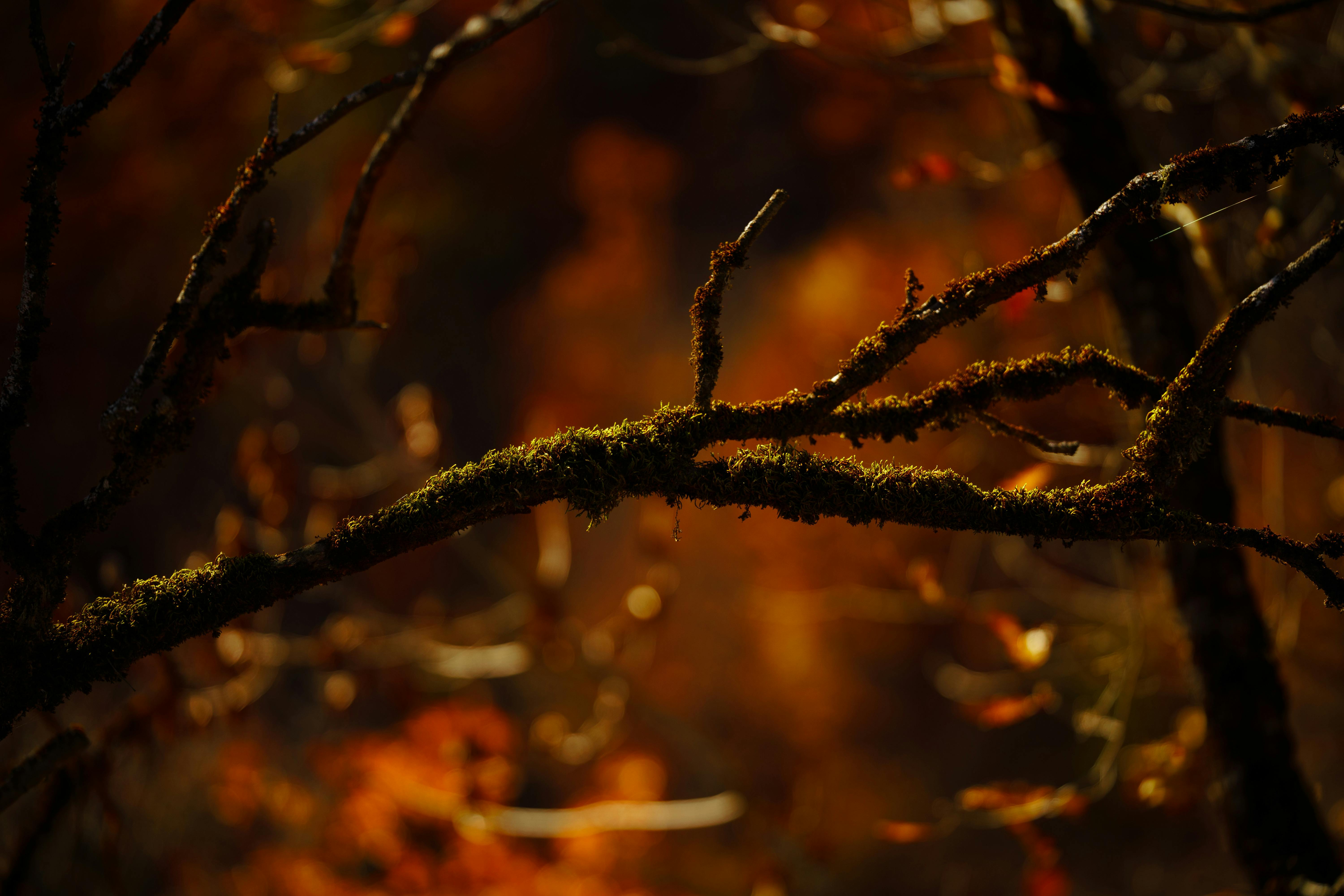 Moody Autumn Forest Branch with Moss · Free Stock Photo