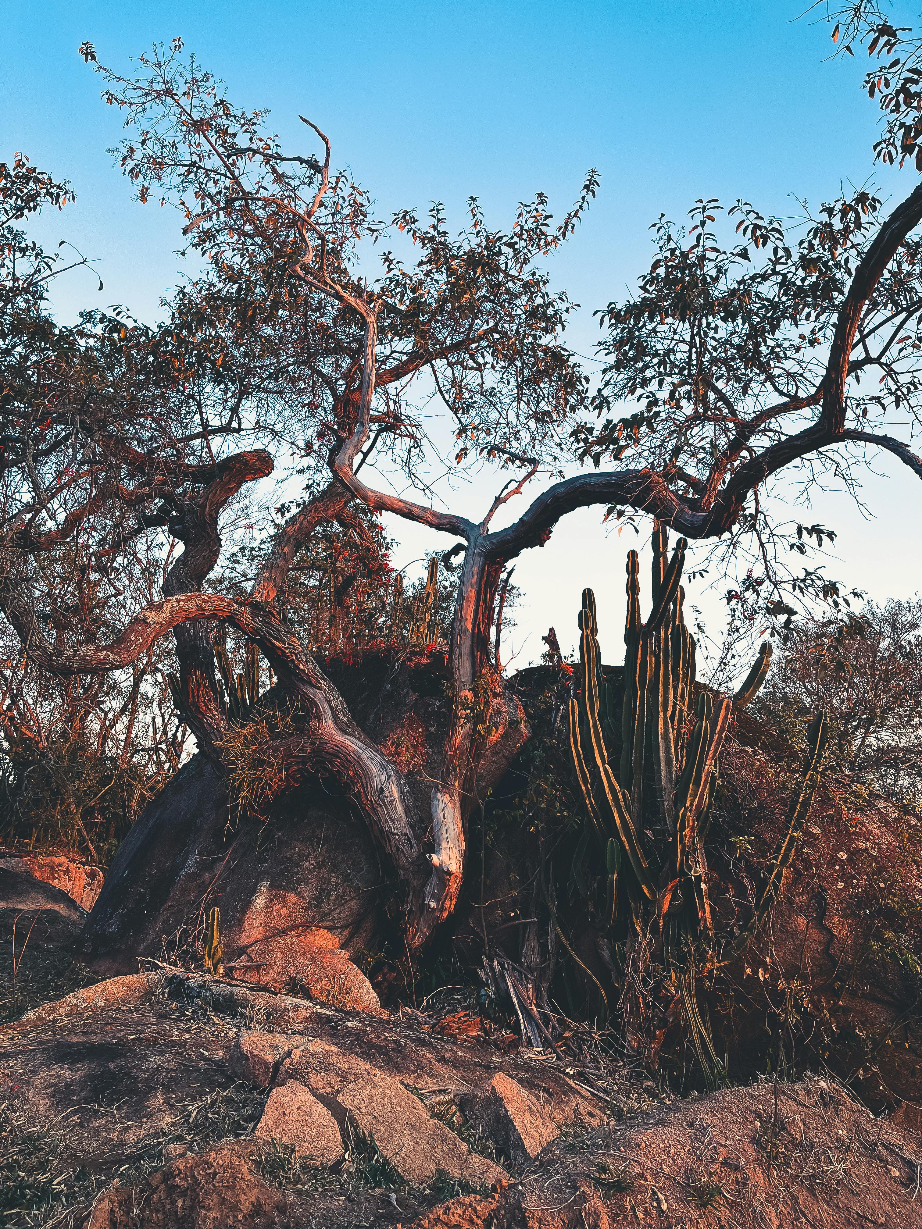 Twisted Tree and Cactus in Rocky Landscape · Free Stock Photo