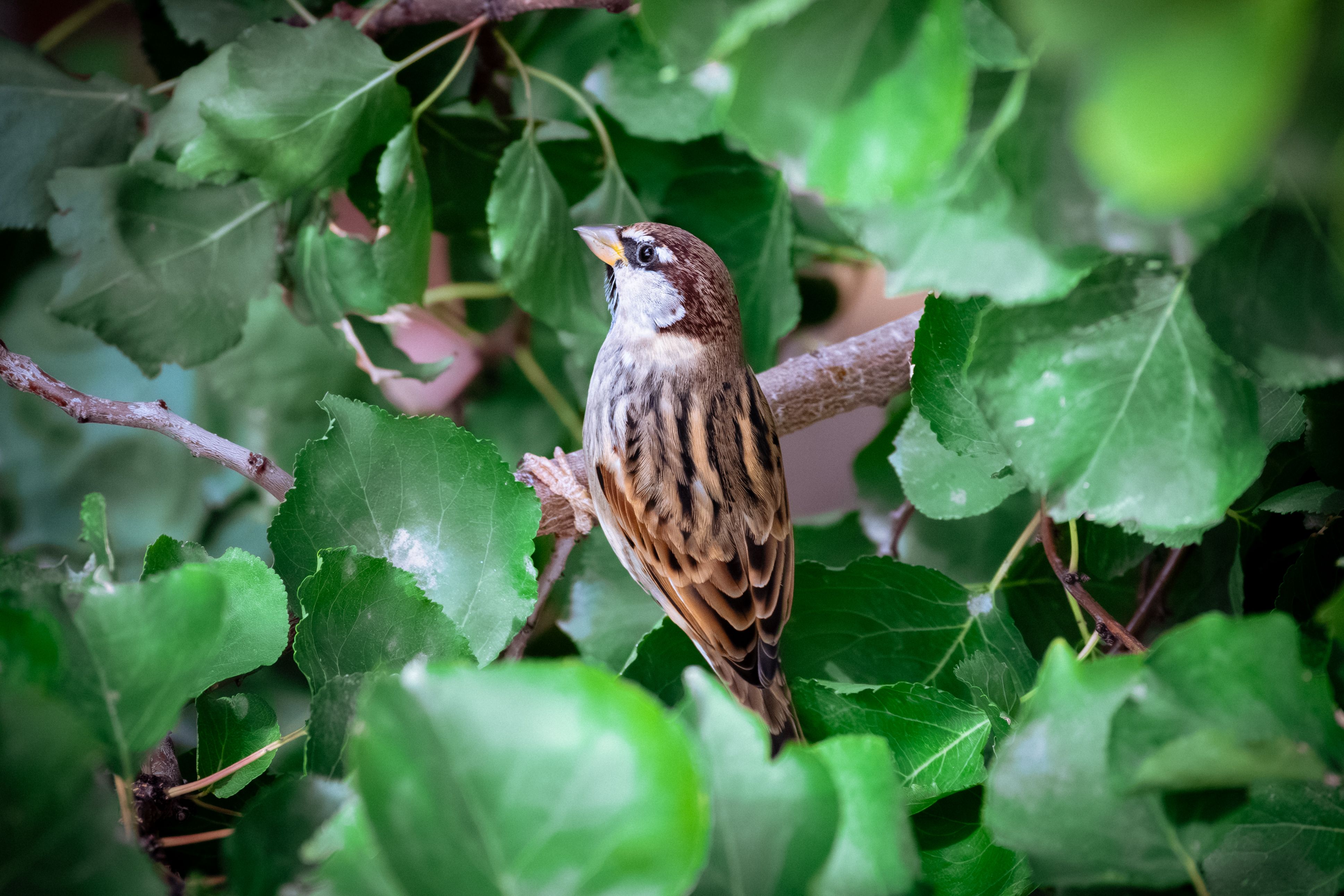 Sparrow Perched Among Green Leaves in Natural Habitat · Free Stock Photo