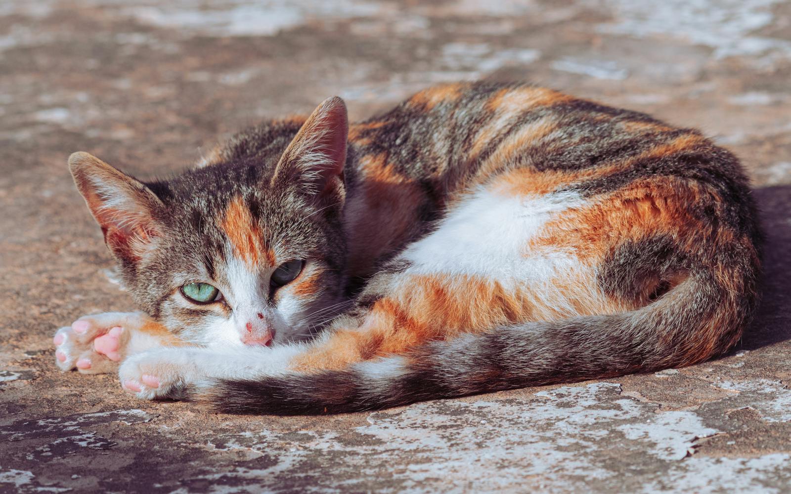 Cat Images Photos, Download The BEST Free Cat Images Stock Photos & HD ...