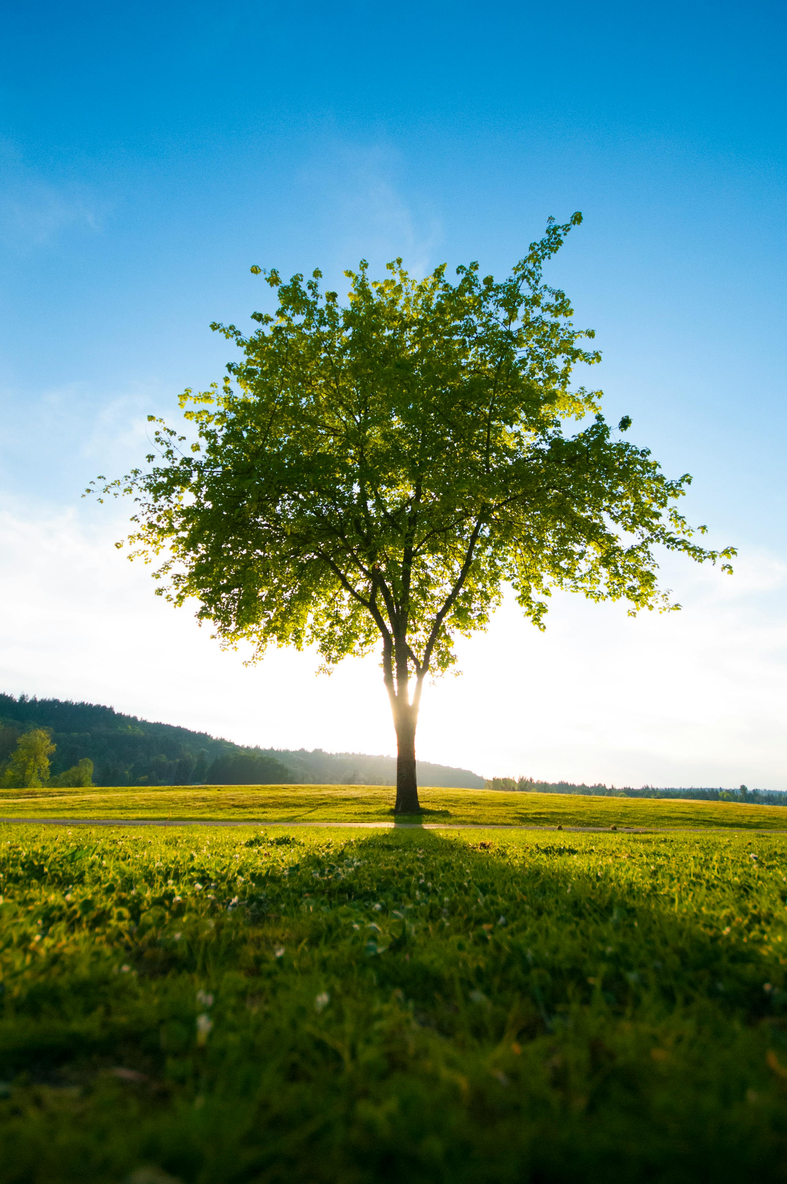 Lone Tree in a Sunlit Field at Sunrise · Free Stock Photo