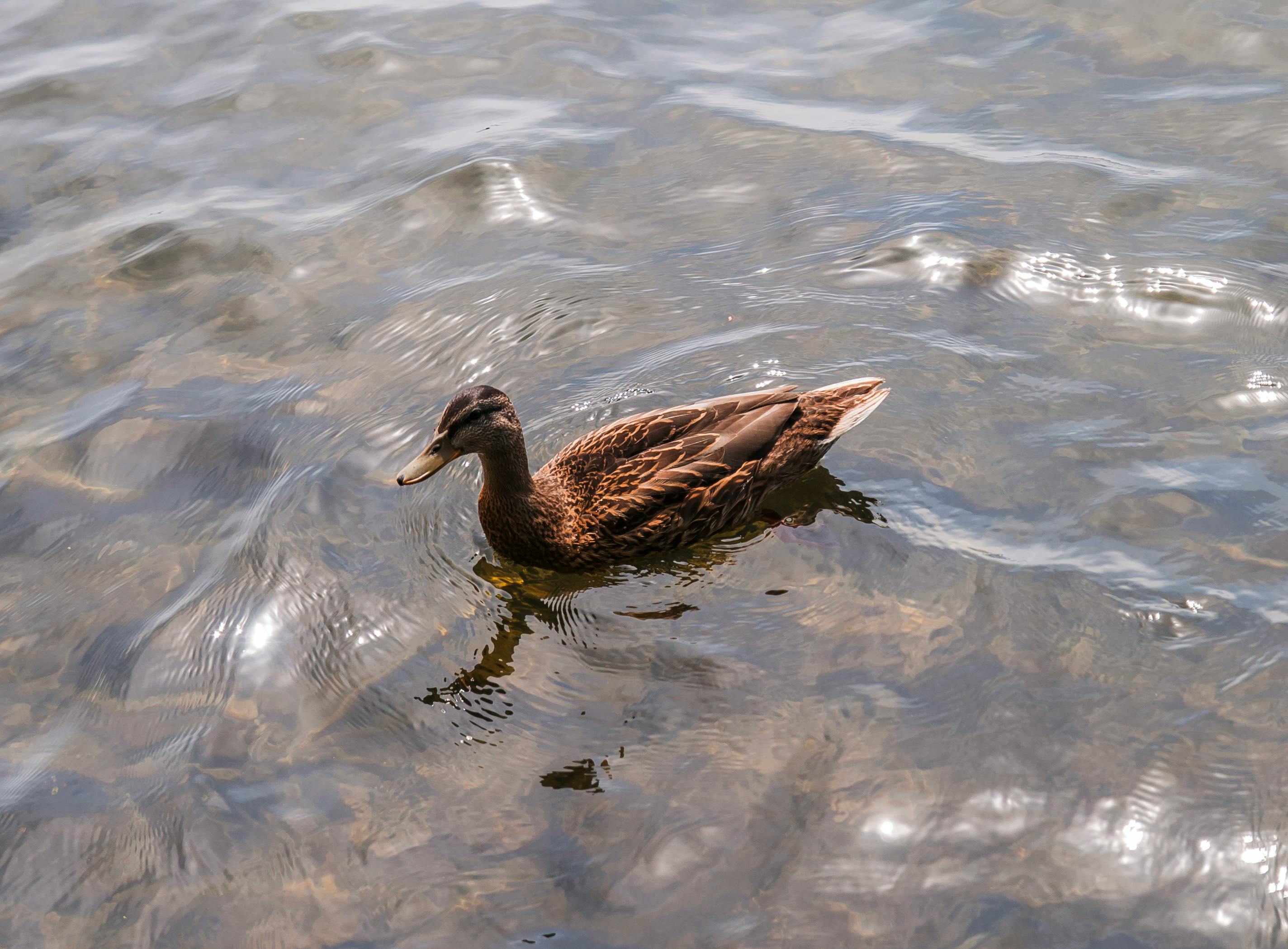 Brown Duck Swimming in Serene Waters · Free Stock Photo