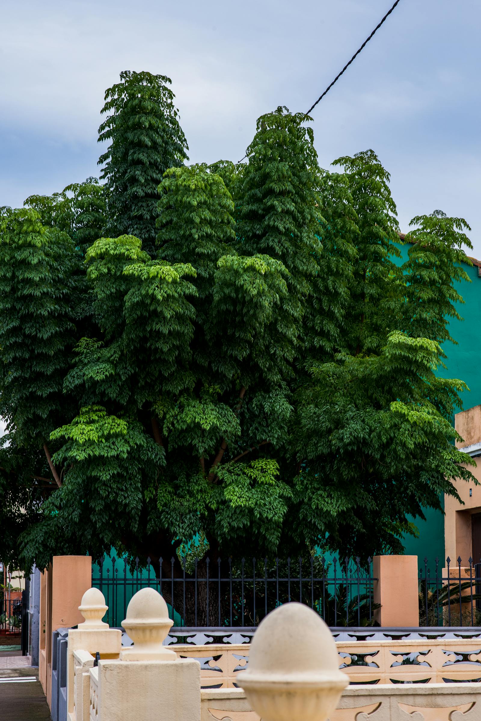Neem Tree Photos, Download The BEST Free Neem Tree Stock Photos & HD Images