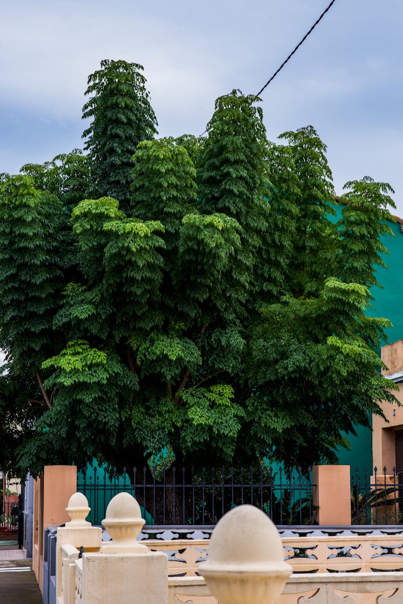 Neem Tree Photos, Download The BEST Free Neem Tree Stock Photos & HD Images