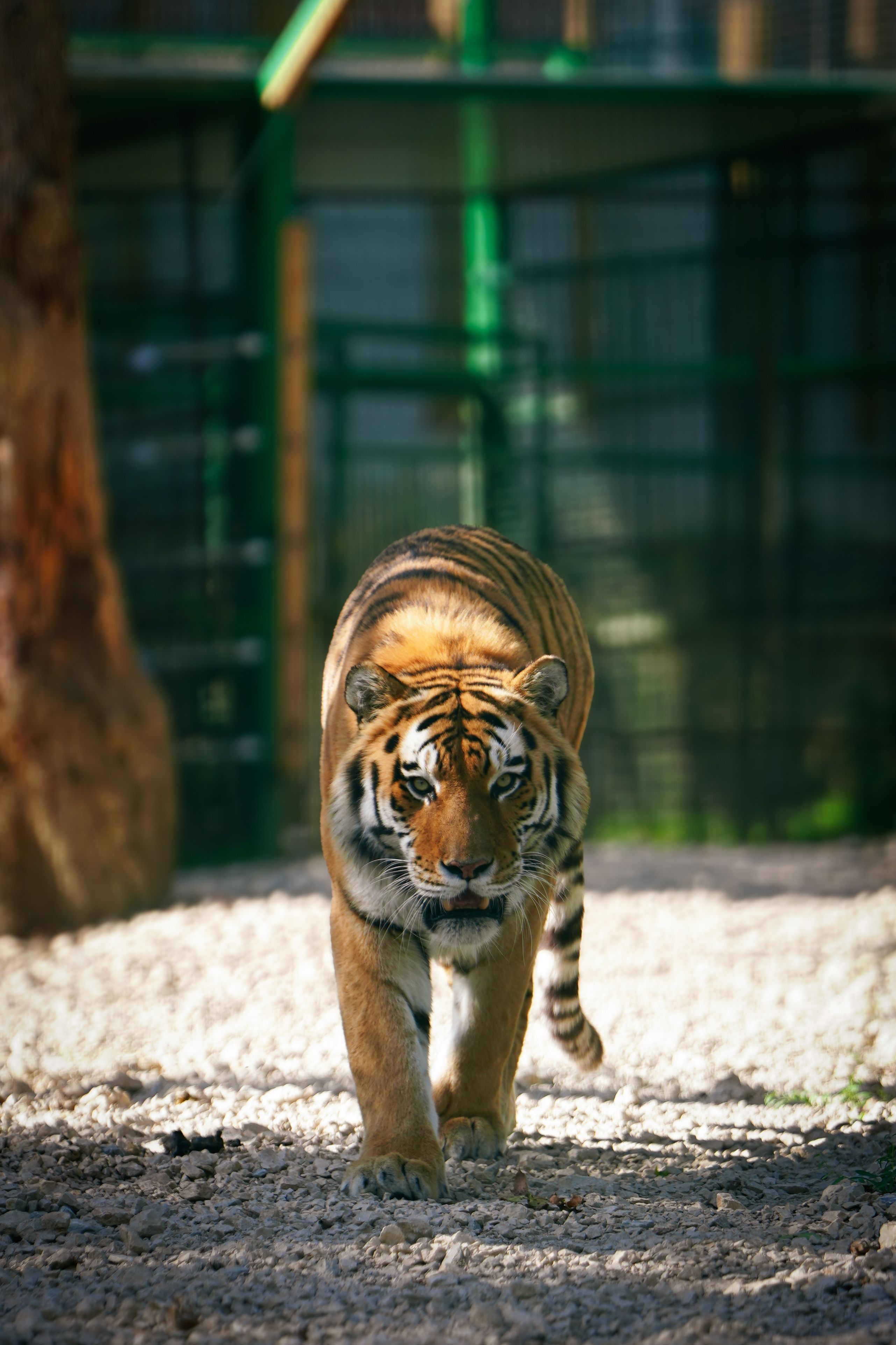 Majestic Bengal Tiger Walking in Sunlit Enclosure · Free Stock Photo
