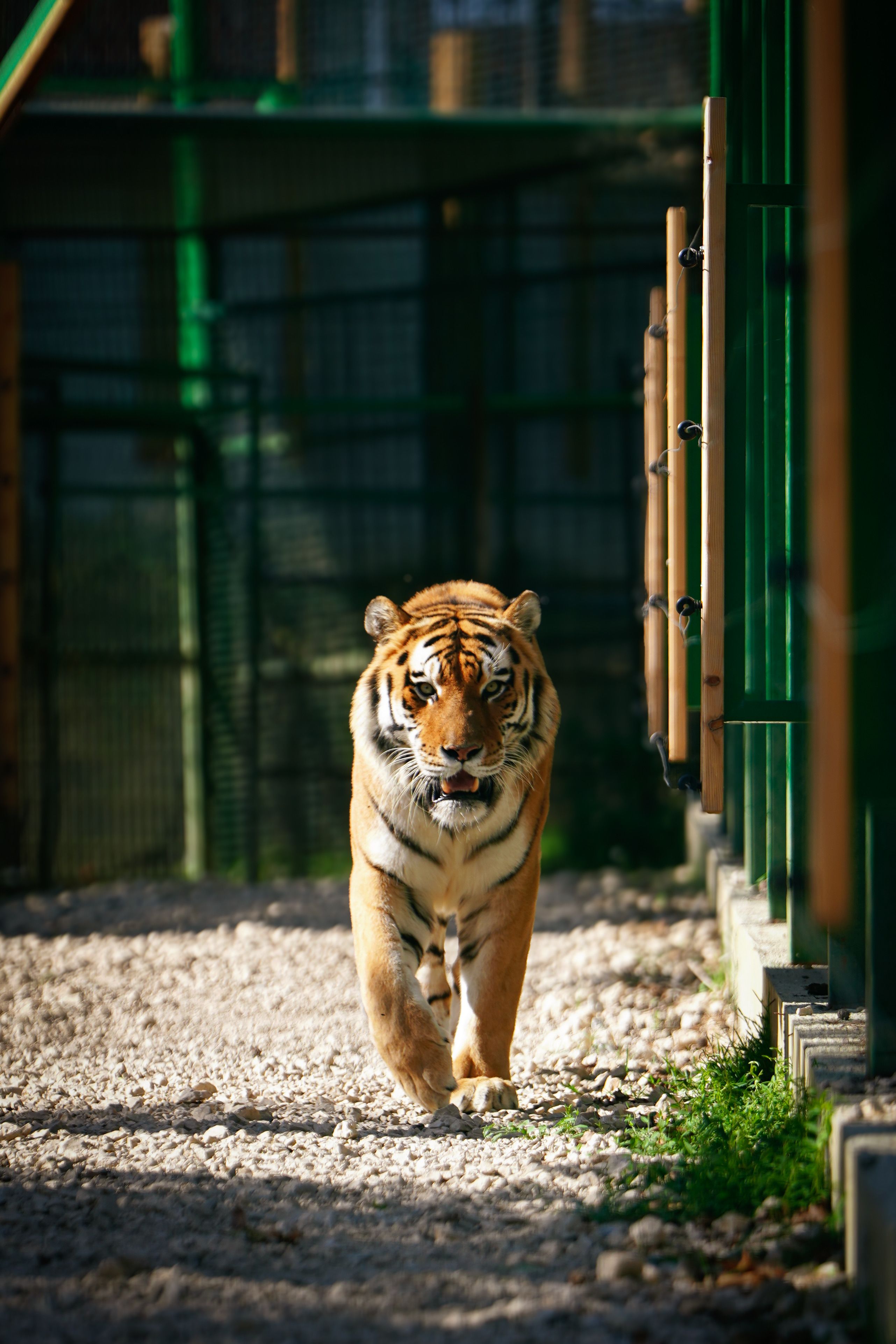 Majestic Bengal Tiger Walking in Sunlit Enclosure · Free Stock Photo