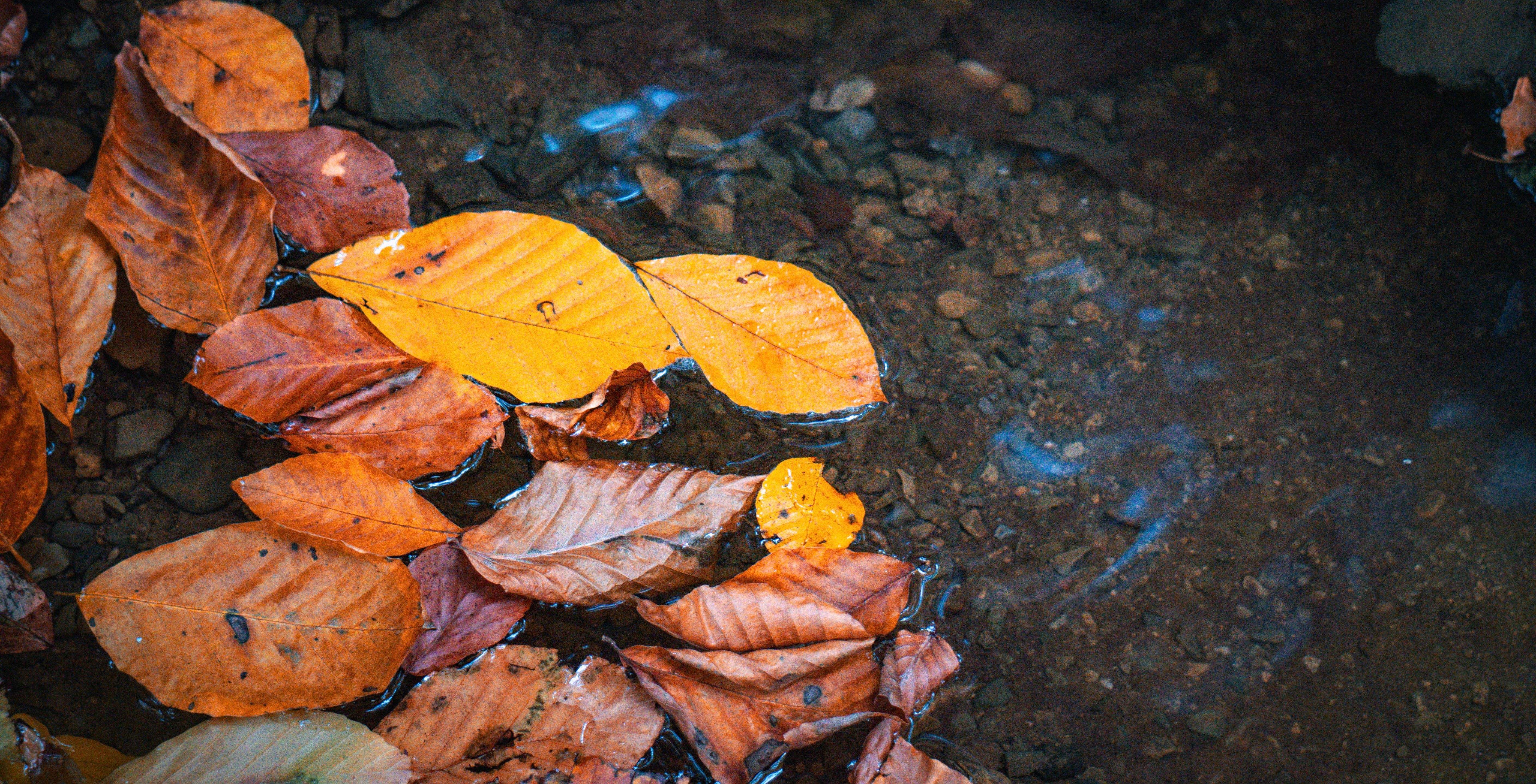 Autumn Leaves in a Gently Flowing Stream · Free Stock Photo