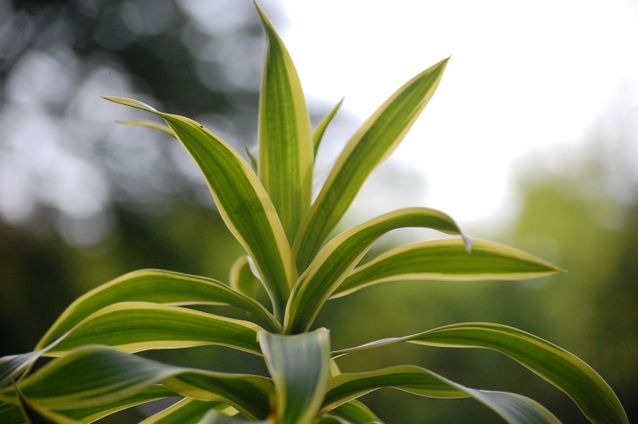 Top Types of Dracena House Plants for Your Home