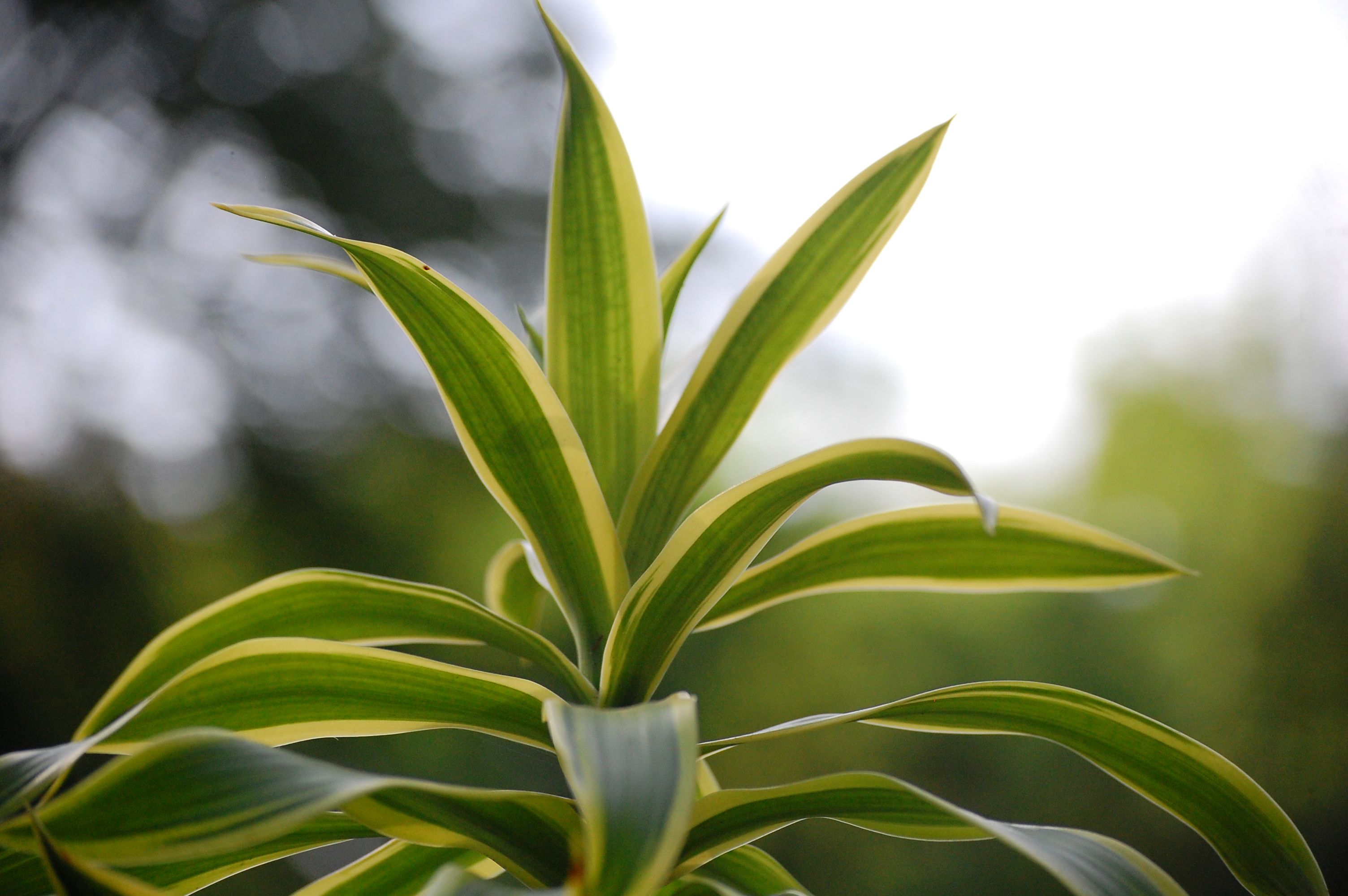 Close-Up of Green Dracaena Plant Outdoors · Free Stock Photo