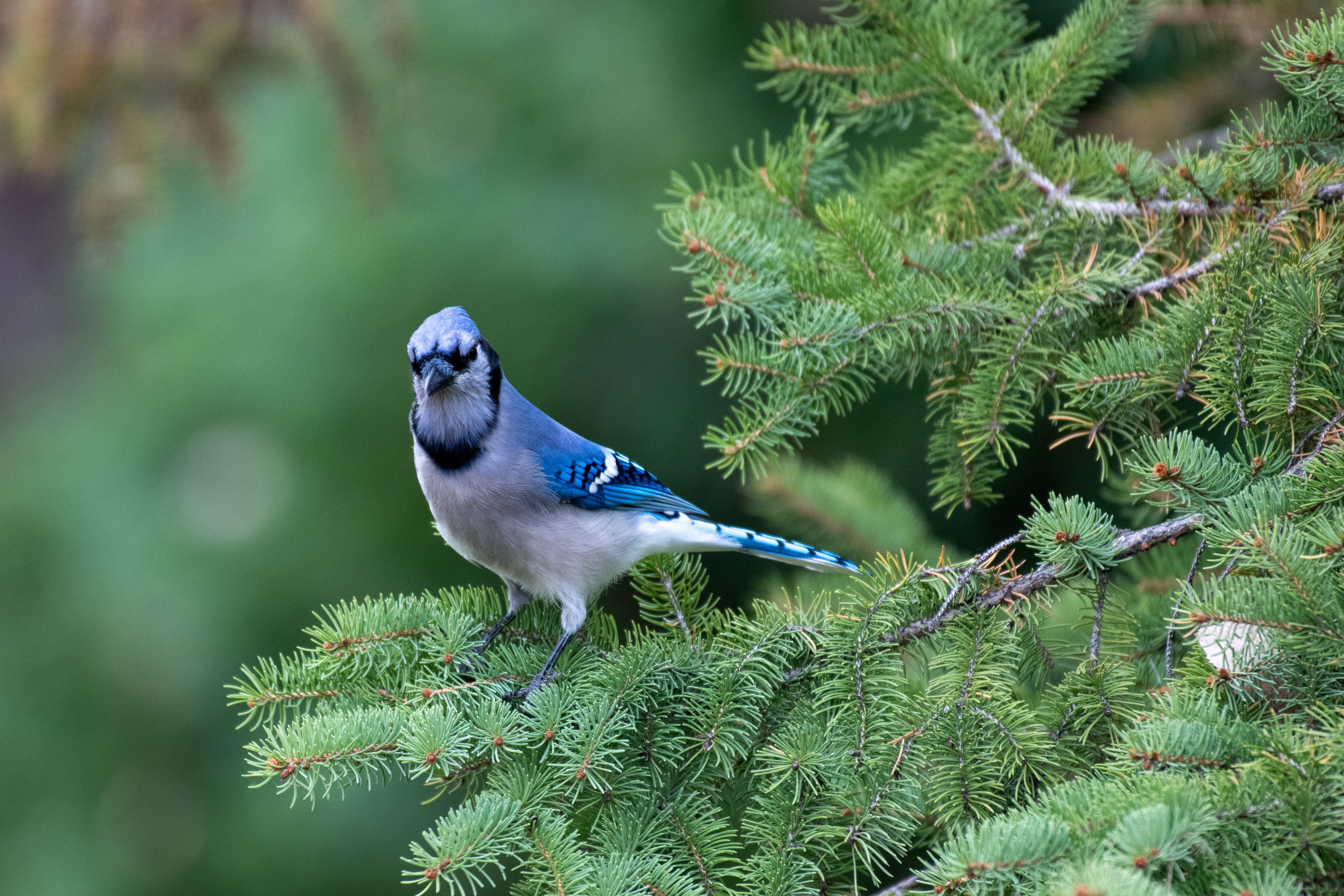 Beautiful Greeneries Photos, Download The BEST Free Beautiful ...