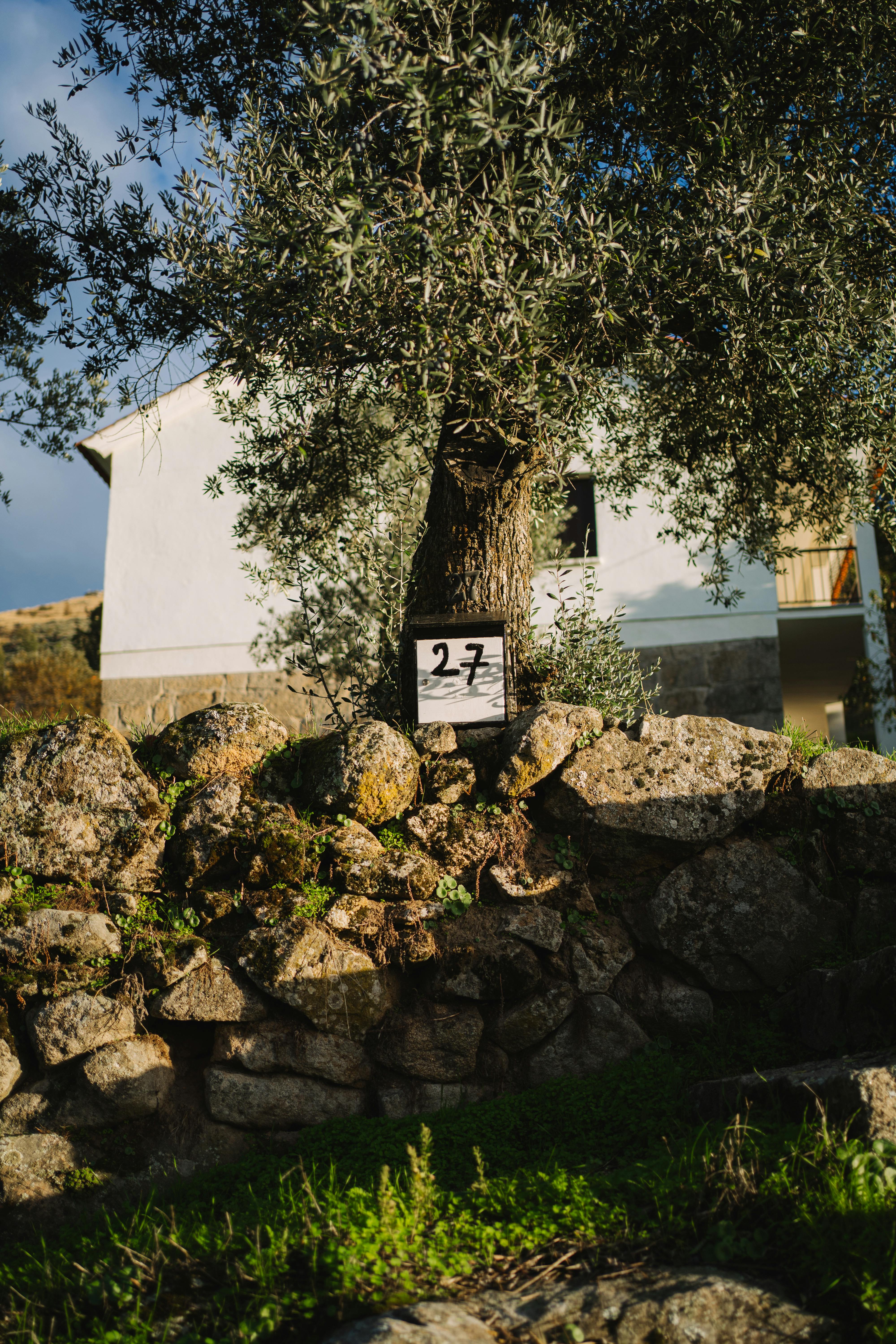 Free No Copyright Home With Bark Boarder In Yard Photos, Download The ...